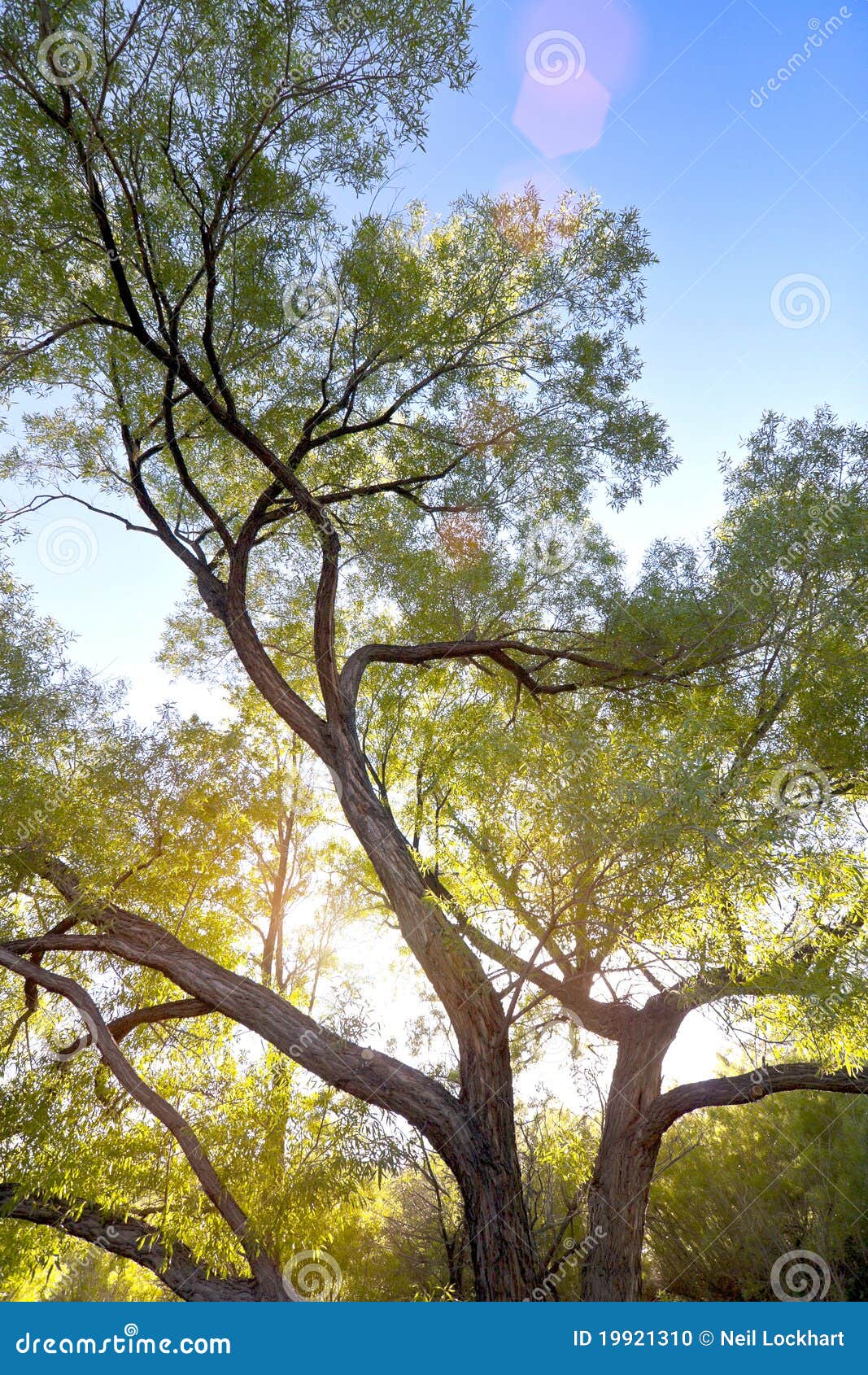 Back-lit Tree stock photo. Image of plants, landscape - 19921310