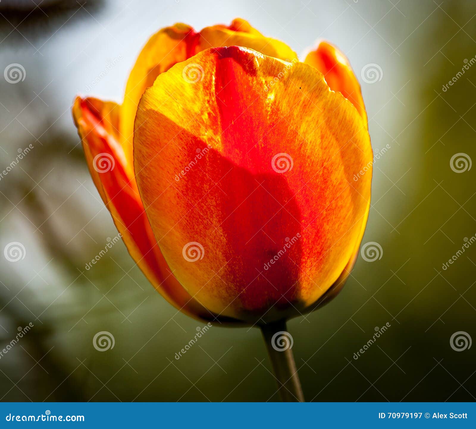 Back lit tulip stock image. Image of tulip, fire, environment - 70979197