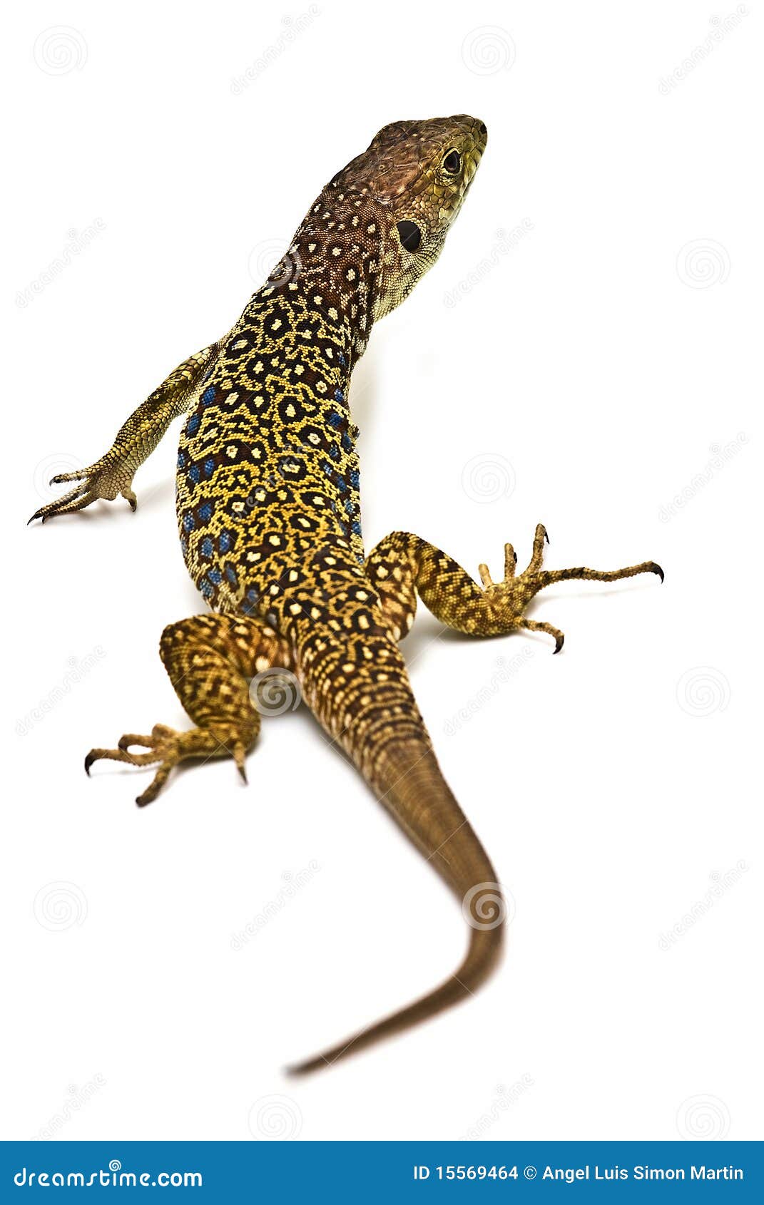 The back of the lizard. stock photo. Image of beautiful - 15569464