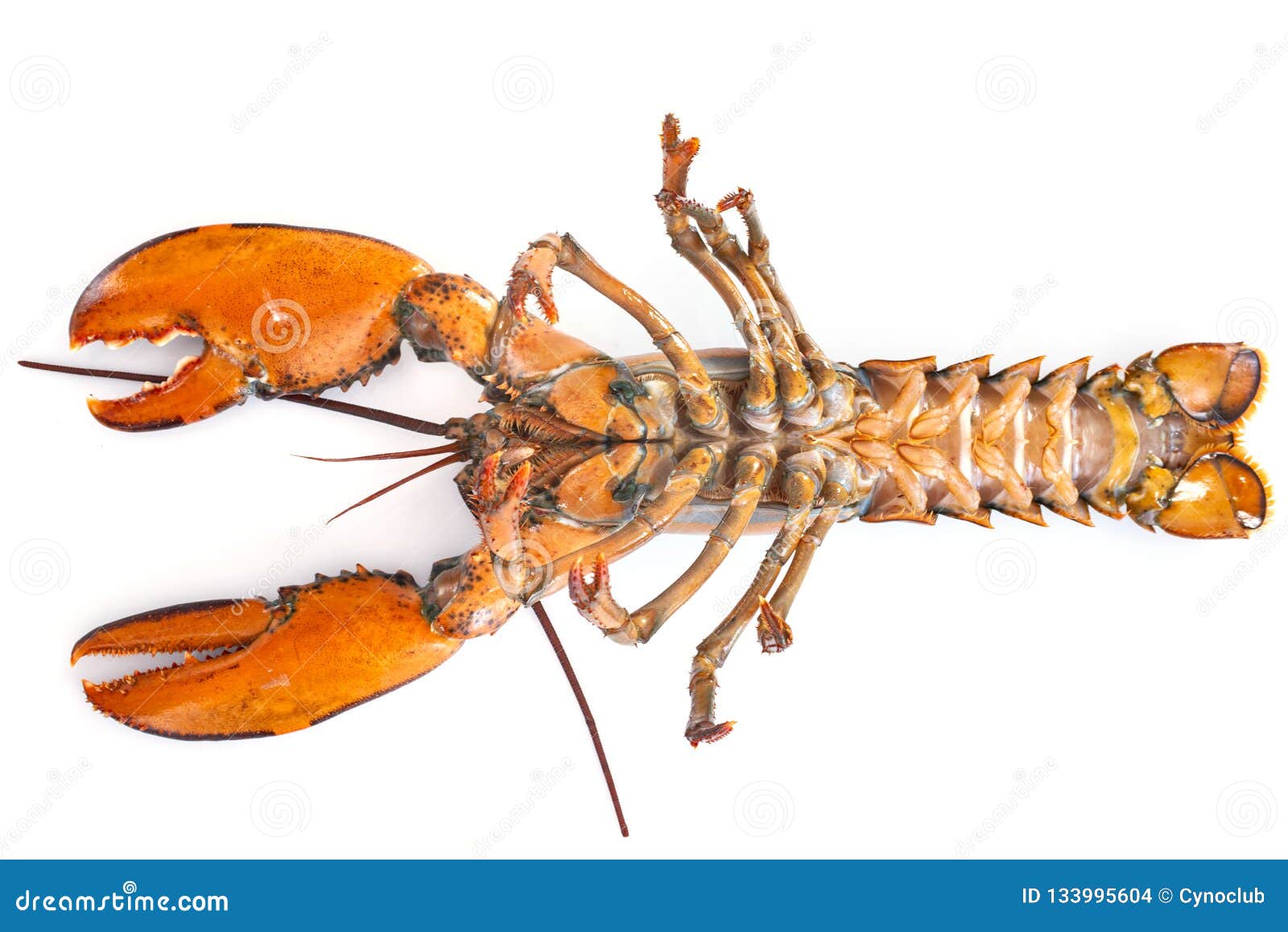 Lobsters in studio stock photo. Image of freshness, crustacean - 133995604