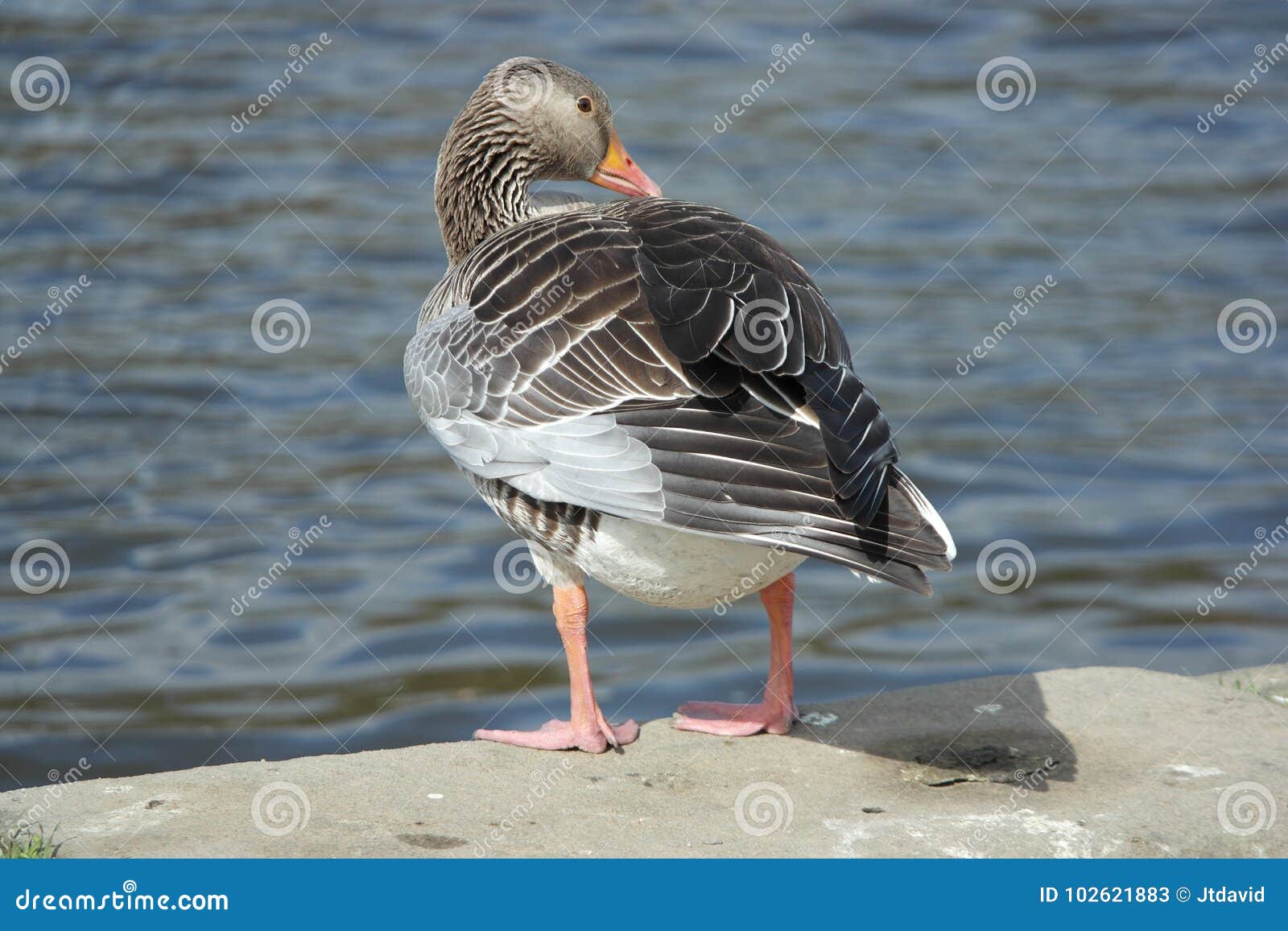 Back Looking goose stock image. Image of animals, looking - 102621883