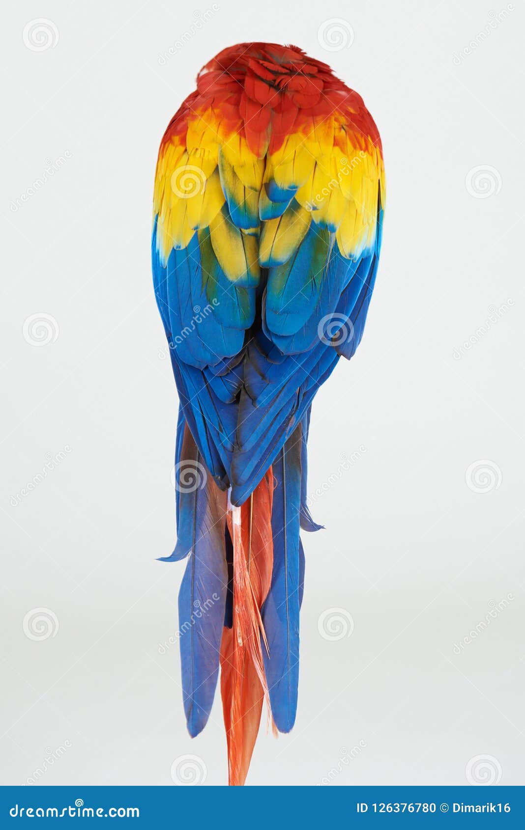 Back of macaw parrot stock photo. Image of white, beak - 126376780