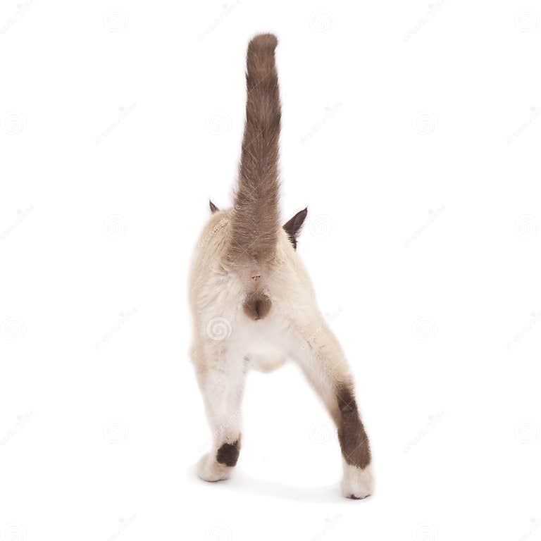 Back of a male cat stock image. Image of adorable, animal - 14011025