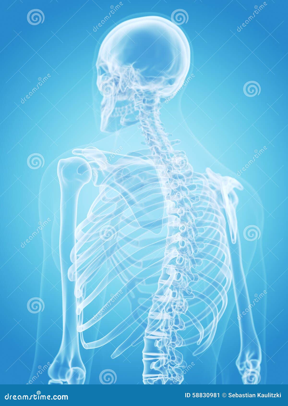 Skeleton Back Bone And Pelvic Bone Anatomy Royalty-Free Stock Photo ...