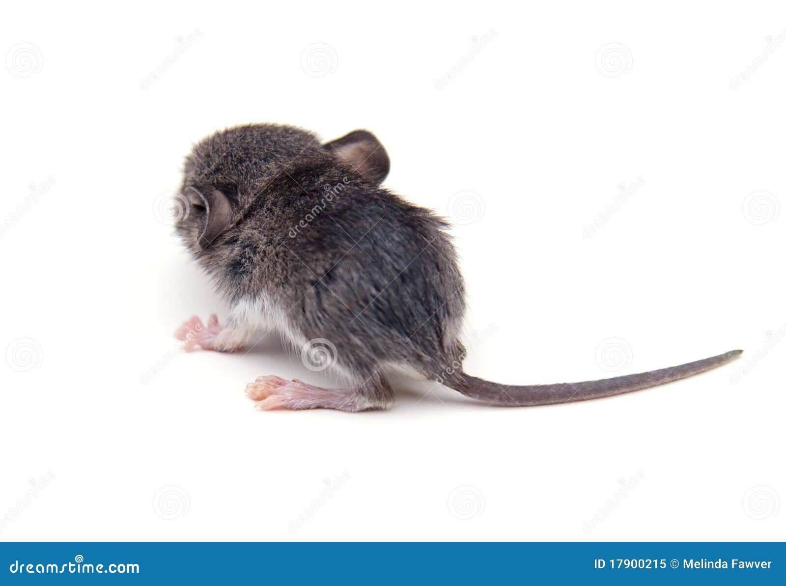 Back of Mouse stock image. Image of isolated, camera - 17900215
