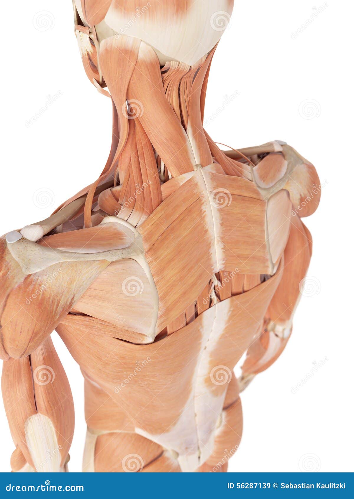 The back muscles stock illustration. Illustration of anatomy - 56287139