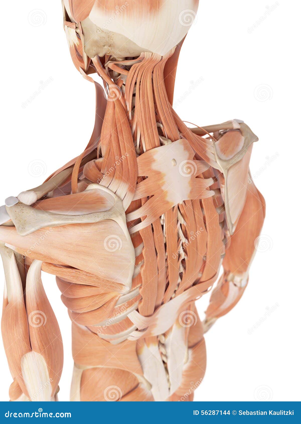 Back Muscles System. Didactic Scheme Of Anatomy Of Human Muscular ...