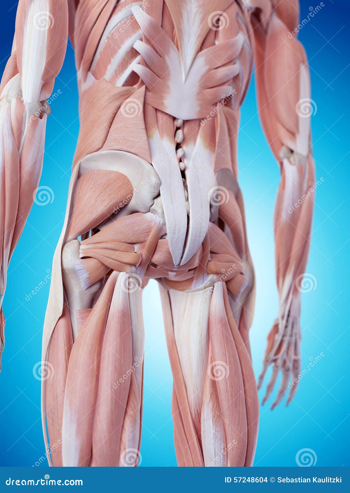 Lower Back Muscles Anatomy