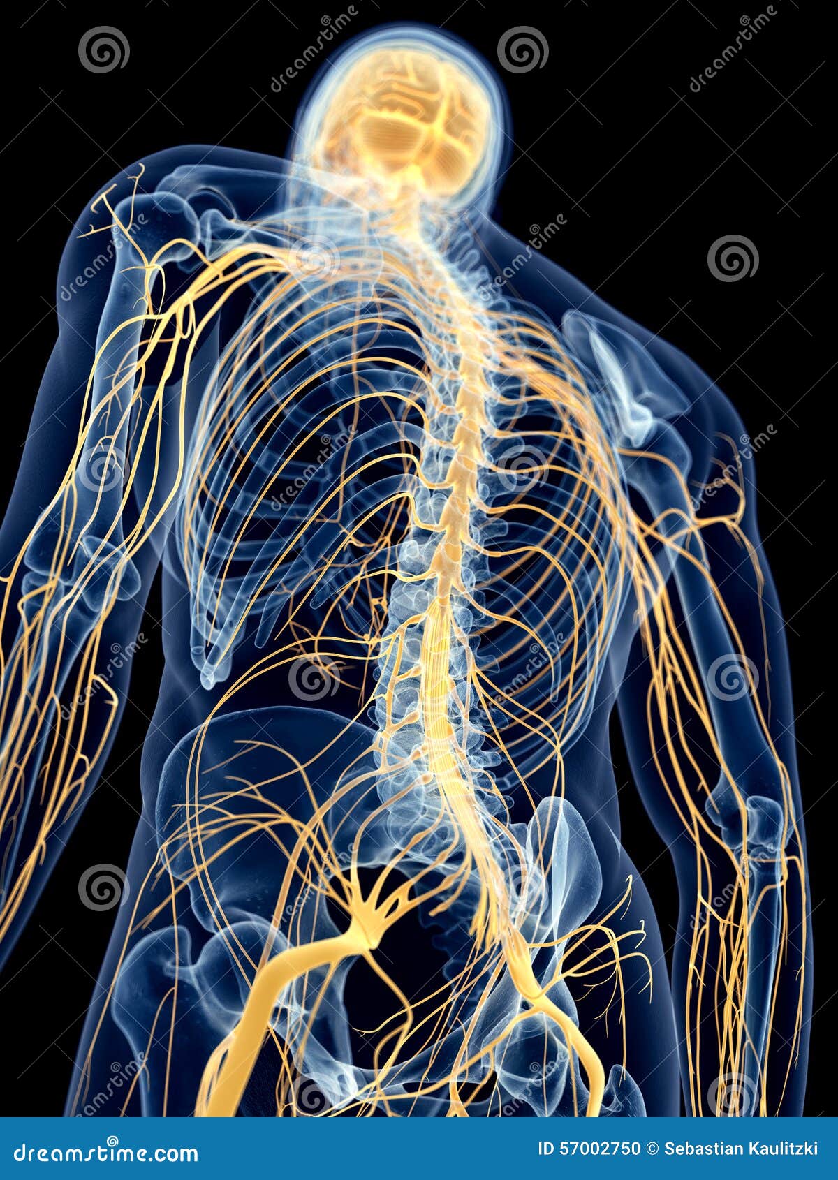 The back nerves stock illustration. Illustration of transparent - 57002750