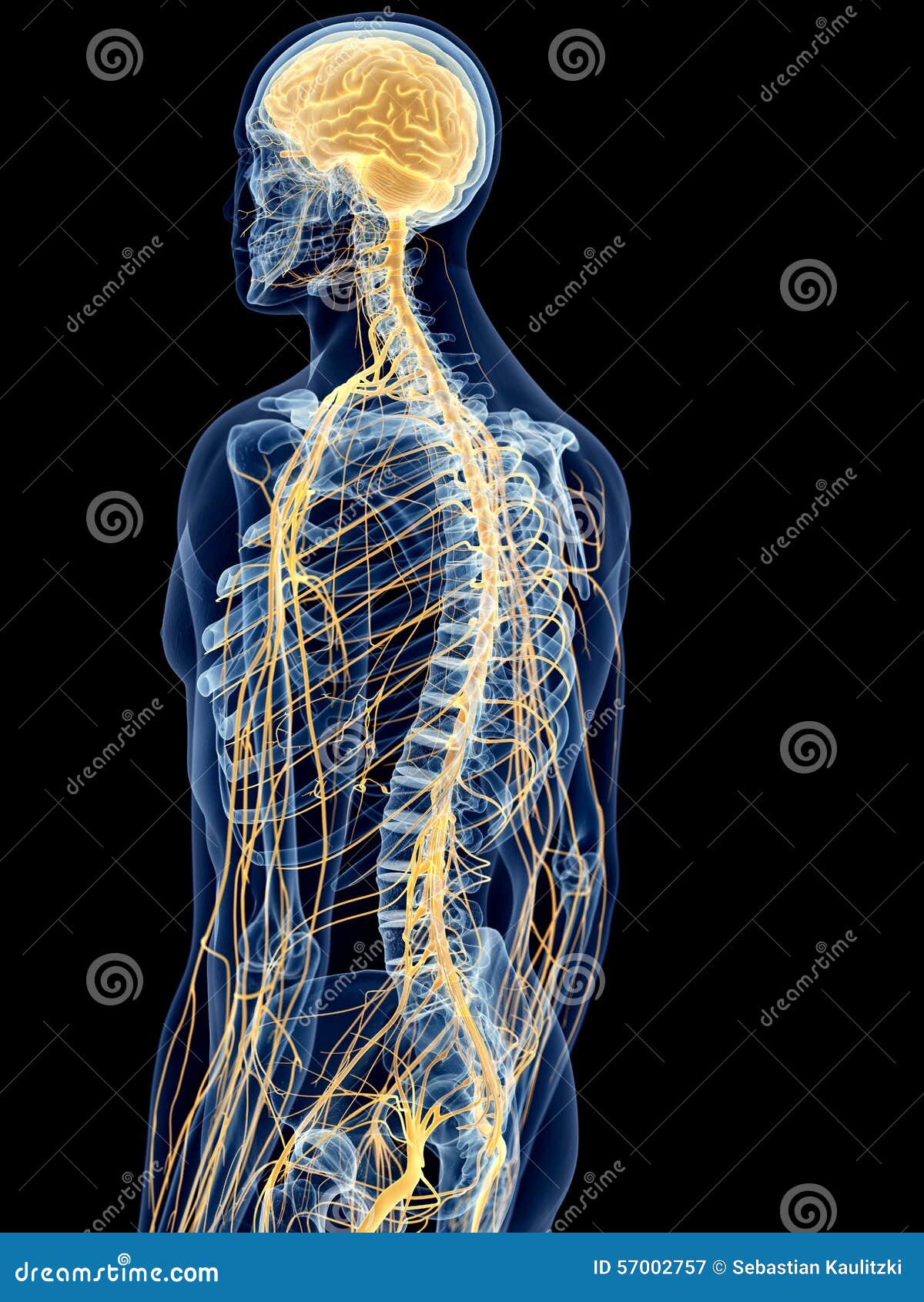 The back nerves stock illustration. Illustration of cerebellum - 57002757