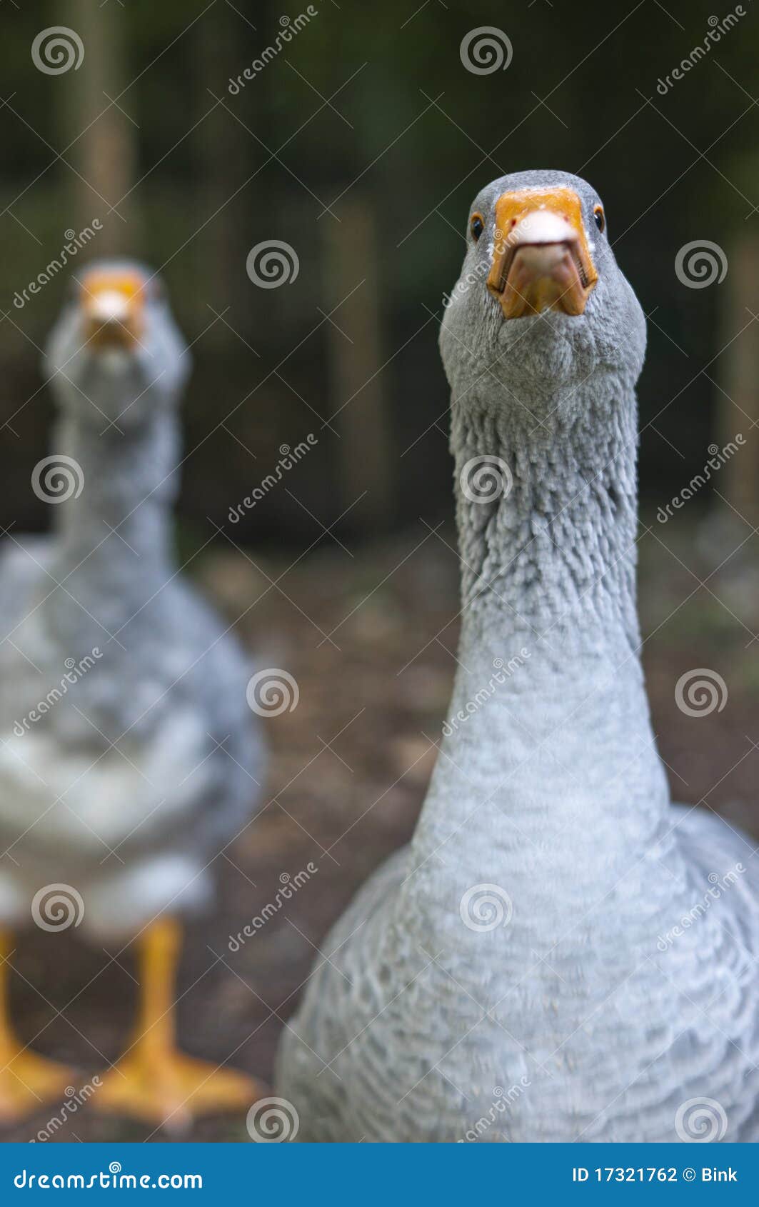 Back off stock photo. Image of beak, geese, glare, gaggle - 17321762