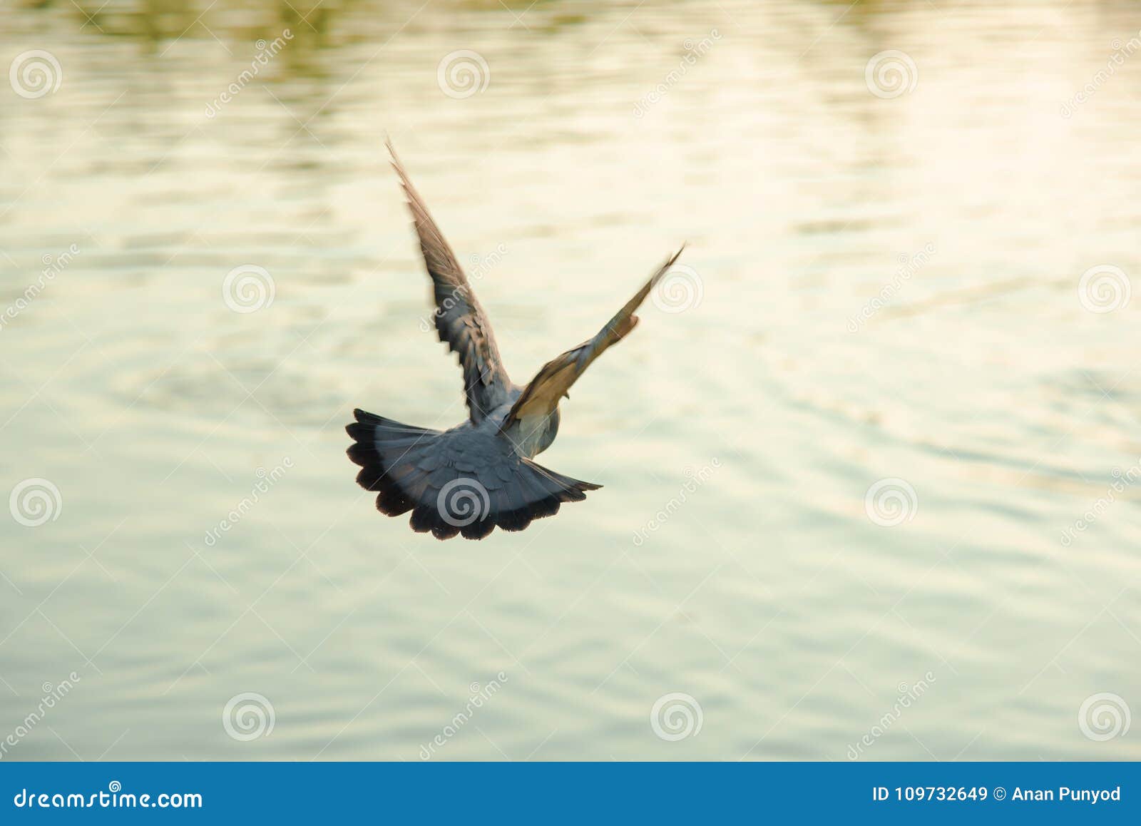 Back One Gray Pigeon Bird Flying Over River Stock Image - Image of ...
