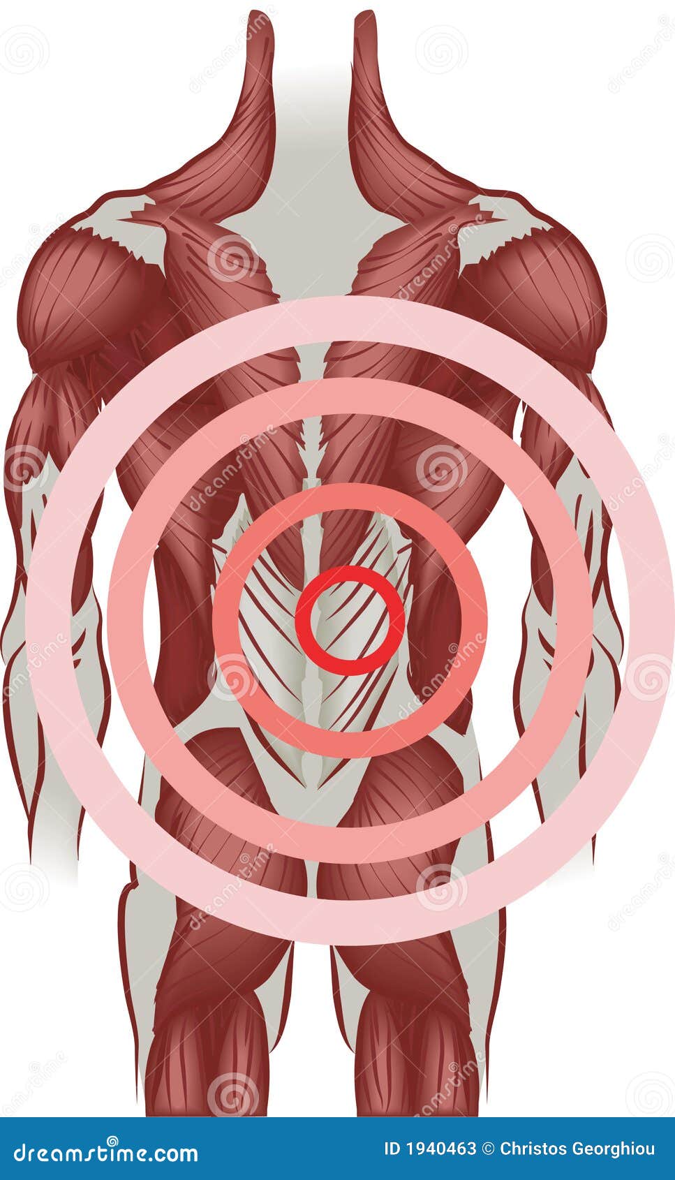 Deep Abdominal Muscles Stock Illustrations – 19 Deep Abdominal Muscles ...