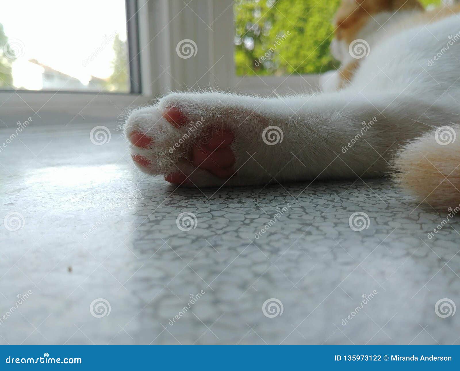 Cat paw stock photo. Image of kitten, back, window - 135973122