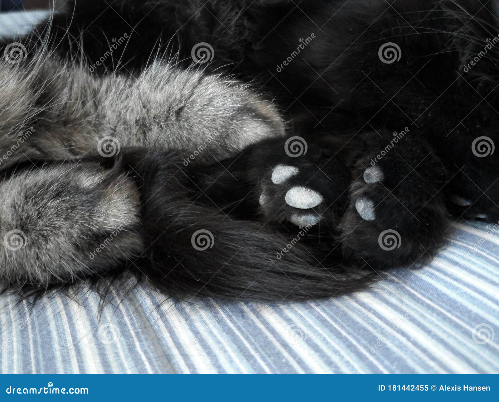 Paws of two cats cuddling stock image. Image of paws - 181442455