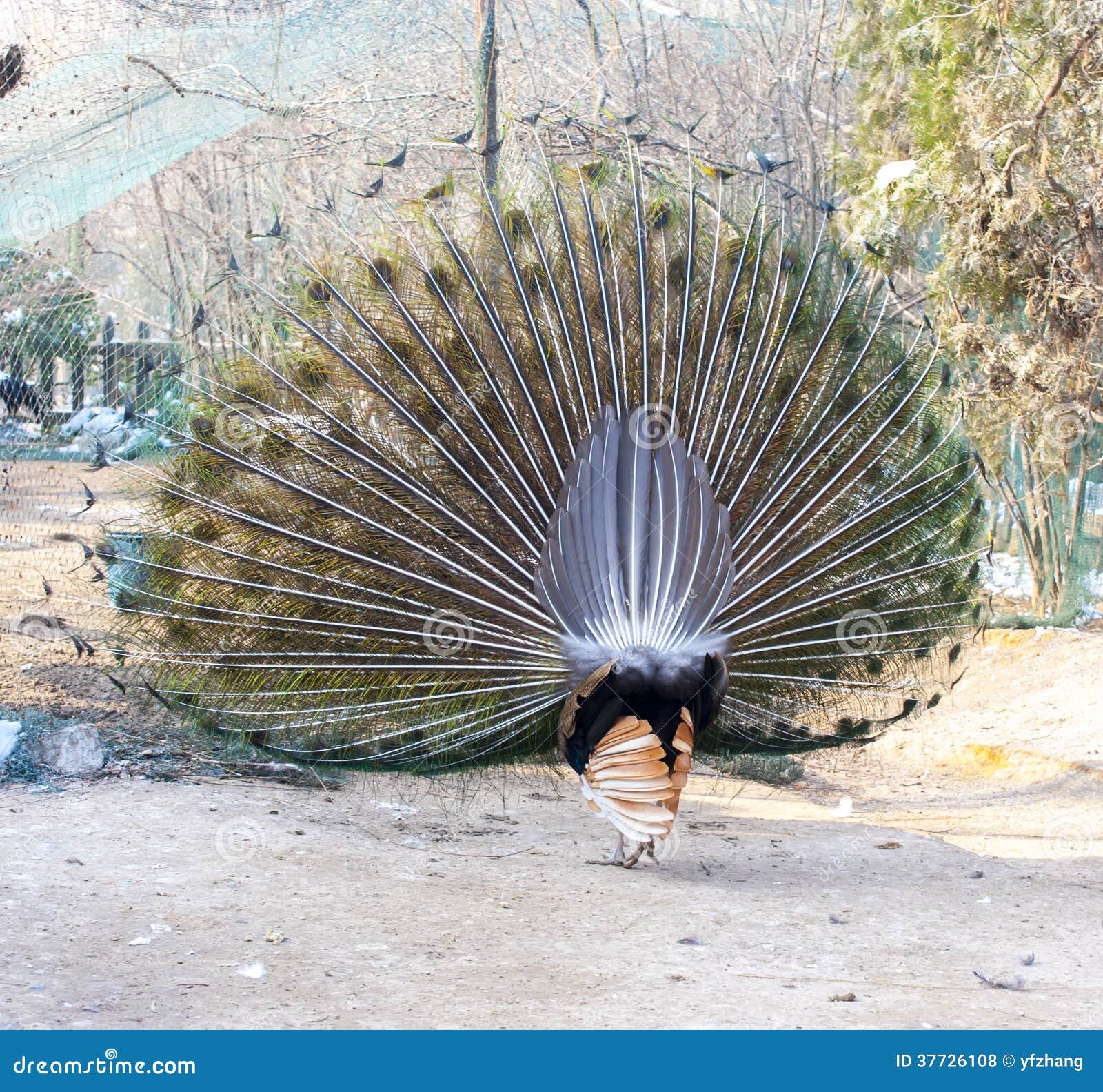 Back of a Peacock Flaunting Its Tail Stock Photo - Image of beak ...