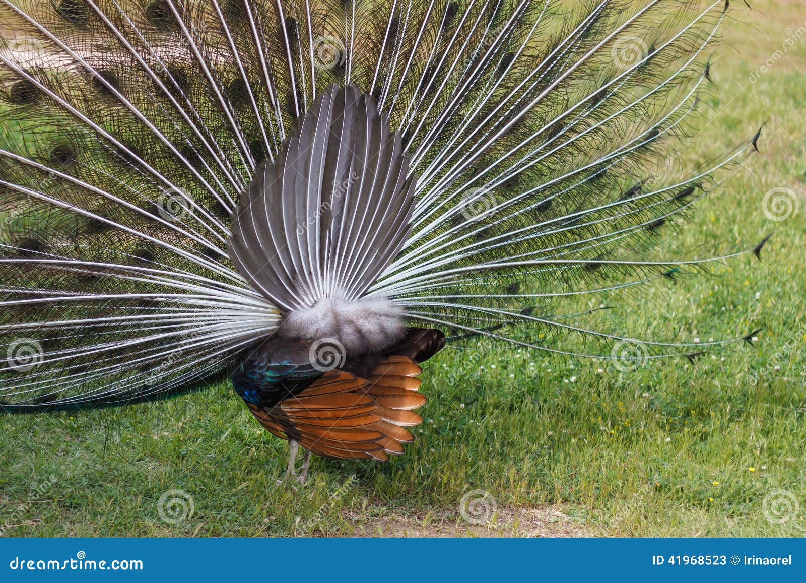 Back of peacock stock image. Image of fluffy, brown, close - 41968523