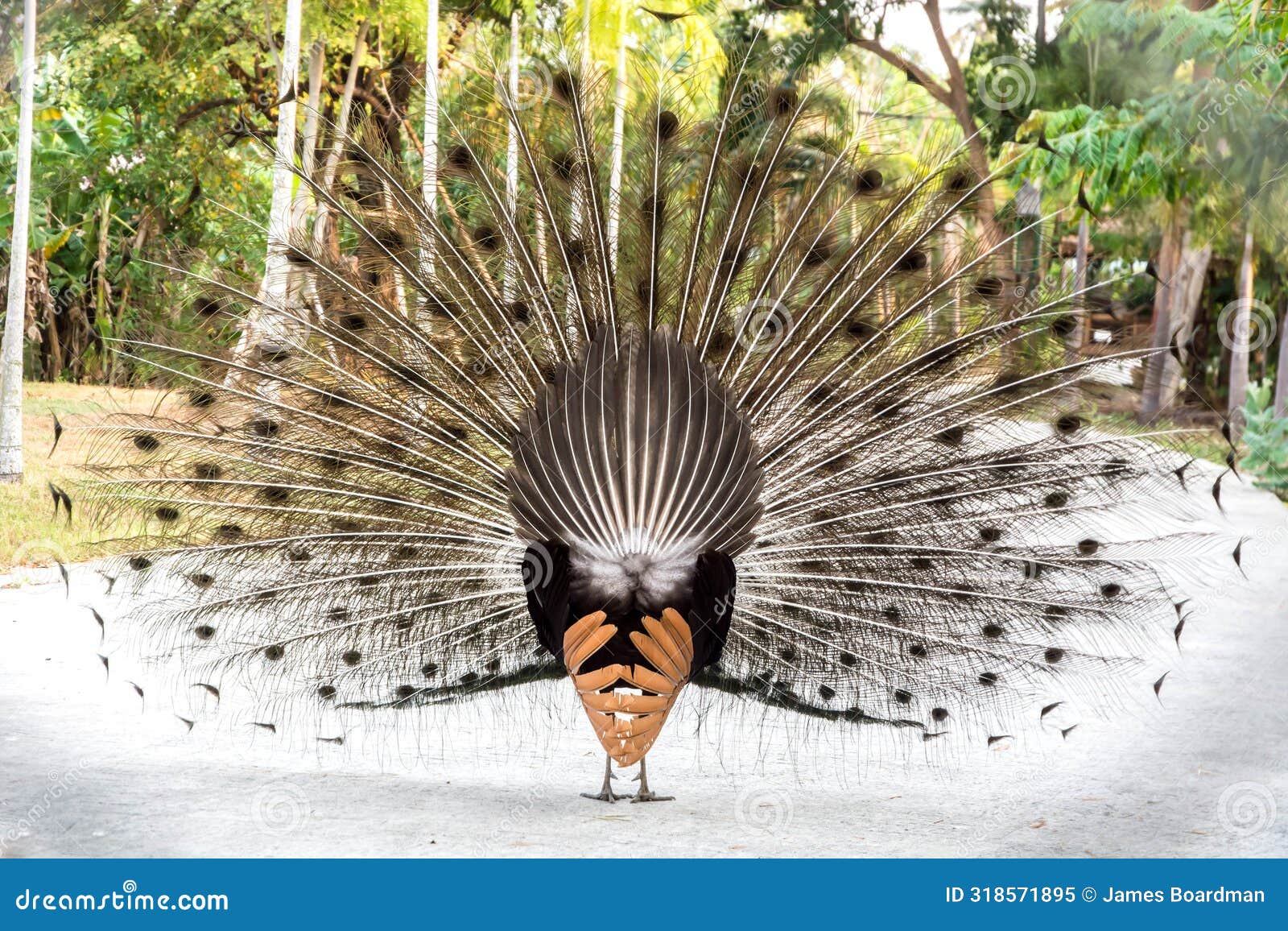 The Back of Peacock Spread Tail-feathers Stock Image - Image of ...