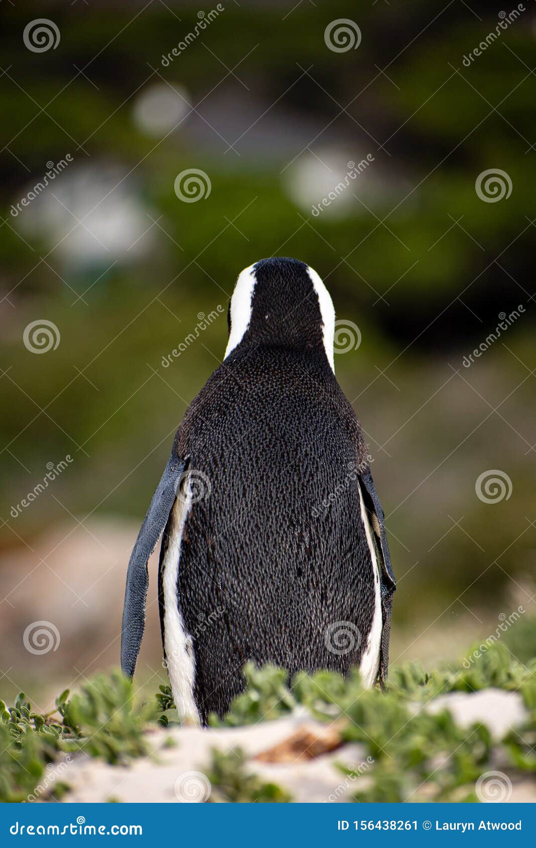 Back of penguin stock image. Image of penguin, african - 156438261