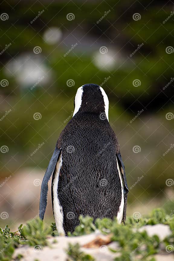Back of penguin stock image. Image of penguin, african - 156438261