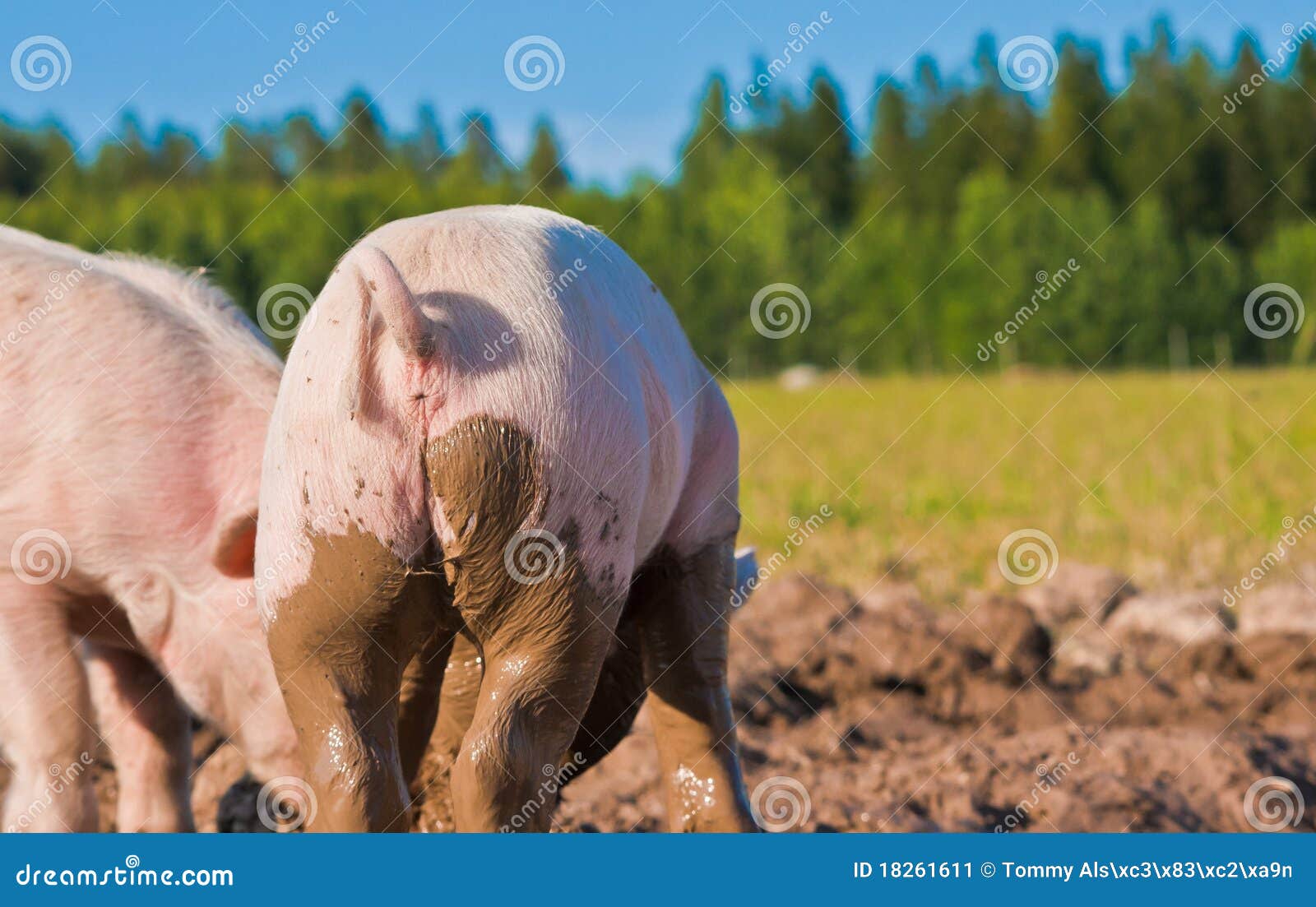 Back of pig stock image. Image of back, summer, soil - 18261611
