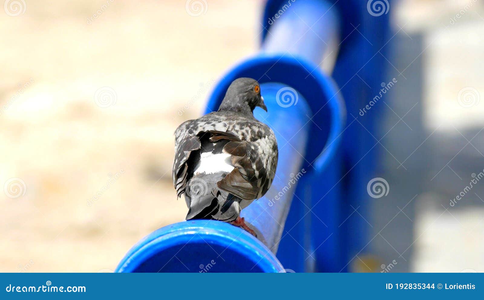 The Back of a Pigeon Posed on a Blue Pipeline Stock Photo - Image of ...