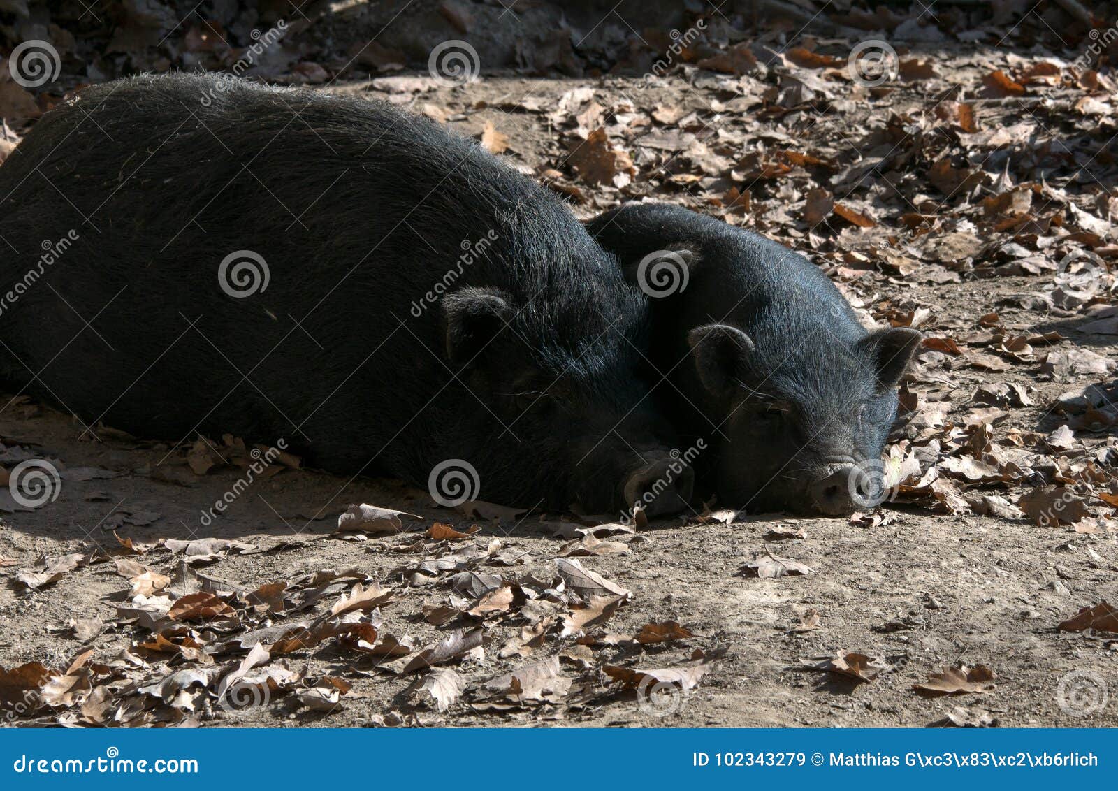 Back pigs stock image. Image of household, livestock - 102343279
