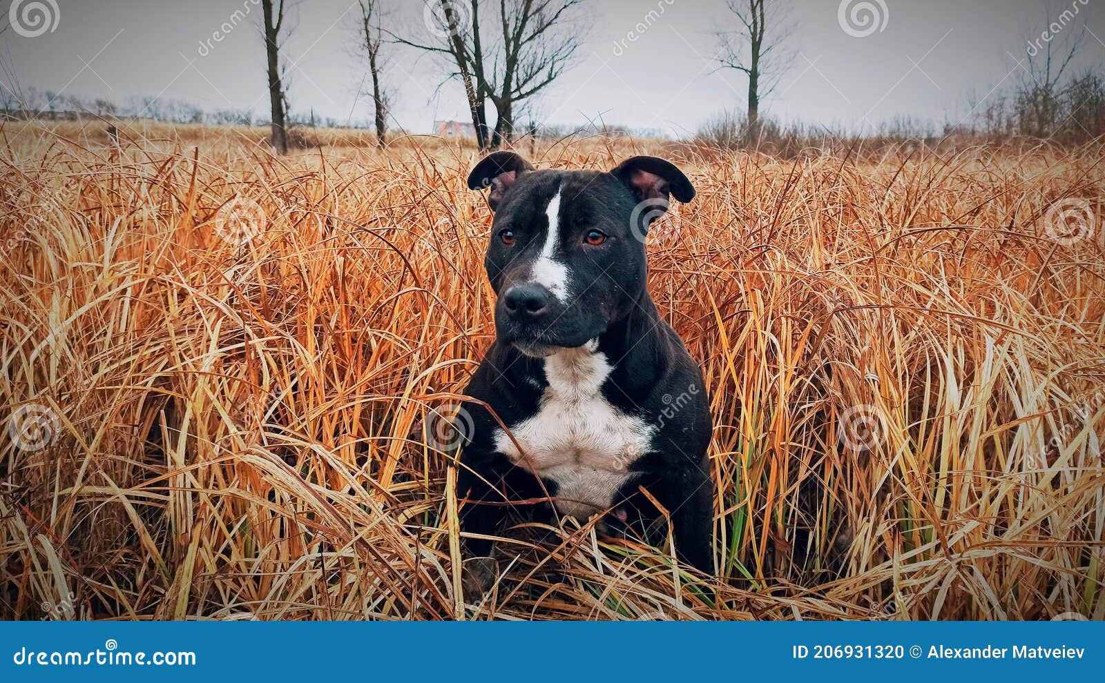 Back Pit Bull terrier stock photo. Image of autumn, back - 206931320
