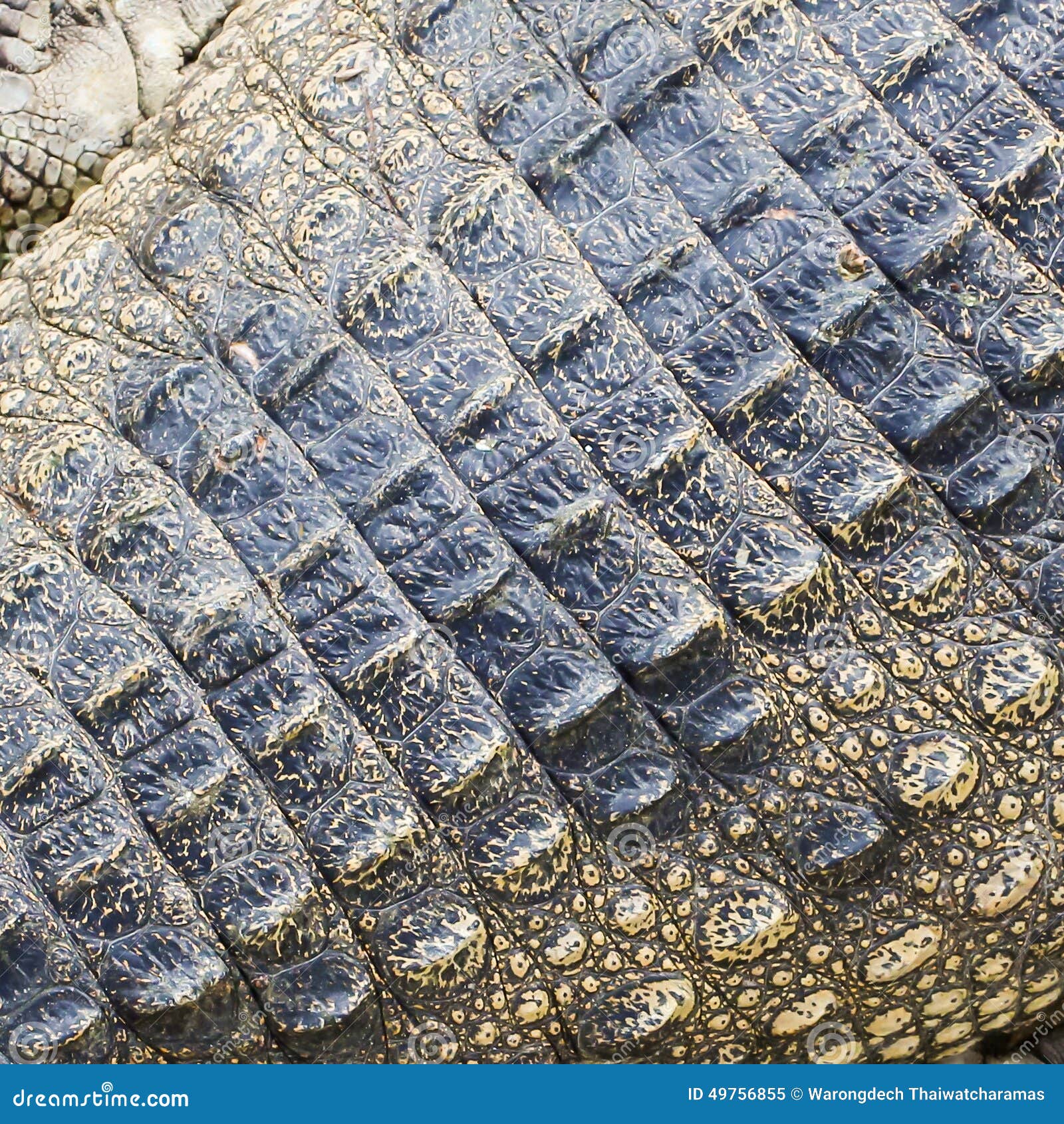 The Back Plate of Crocodile Stock Image - Image of alligator, predator ...