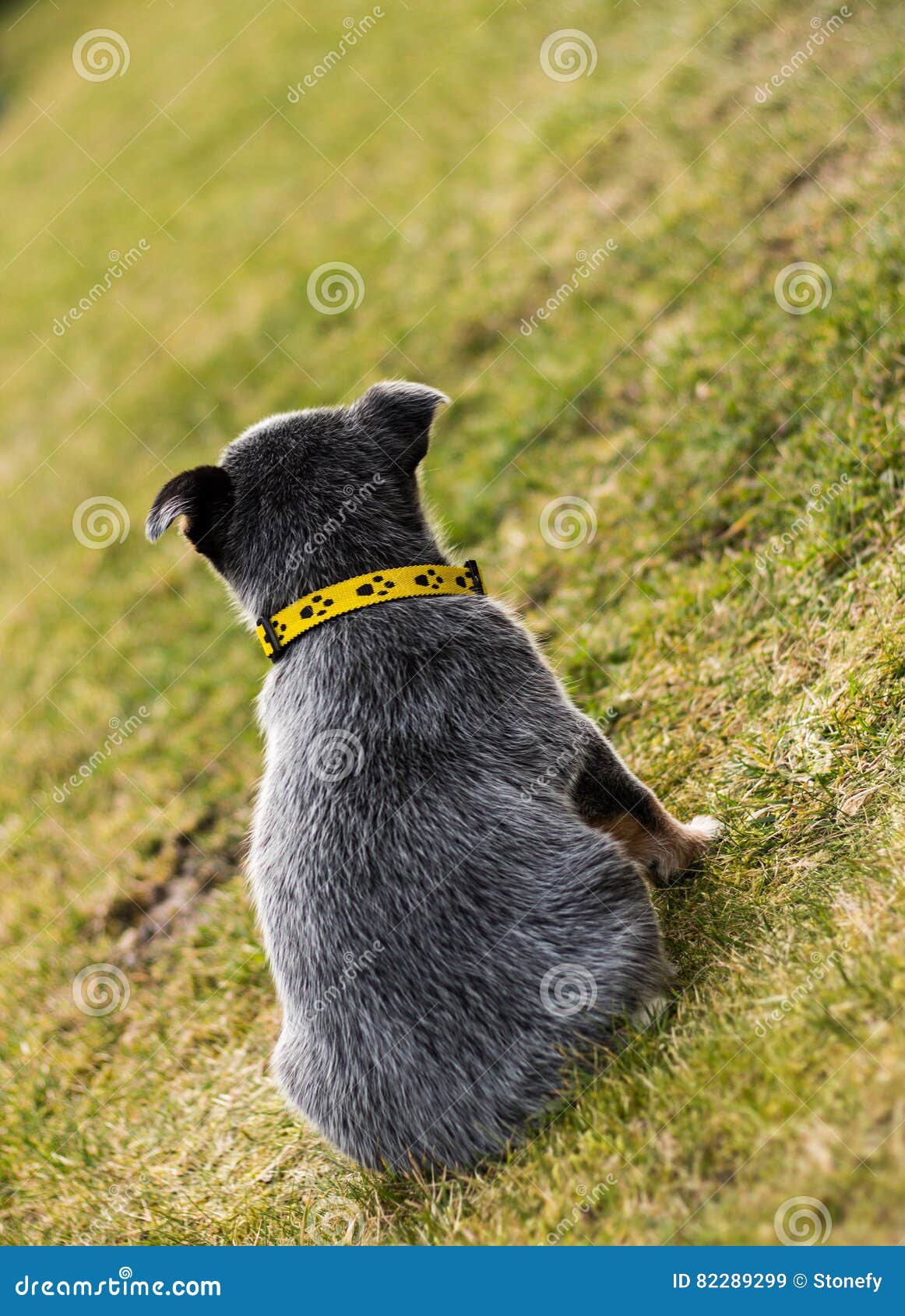 Back profile of a puppy stock image. Image of young, cute - 82289299