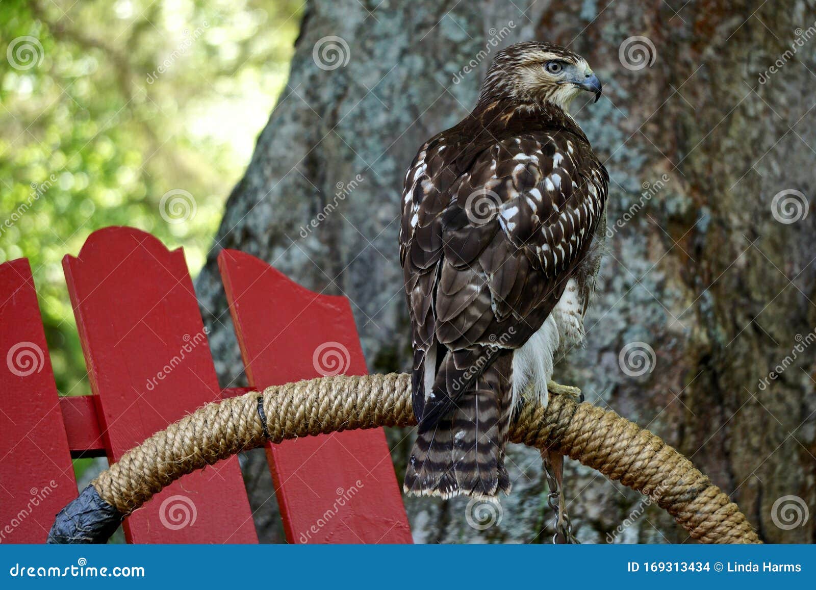 The Back and Profile of a Red-tailed Hawk, Buteo Jamaicensis Stock ...