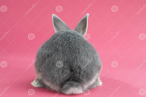 Back of a rabbit stock photo. Image of ears, animal, rodent - 626020