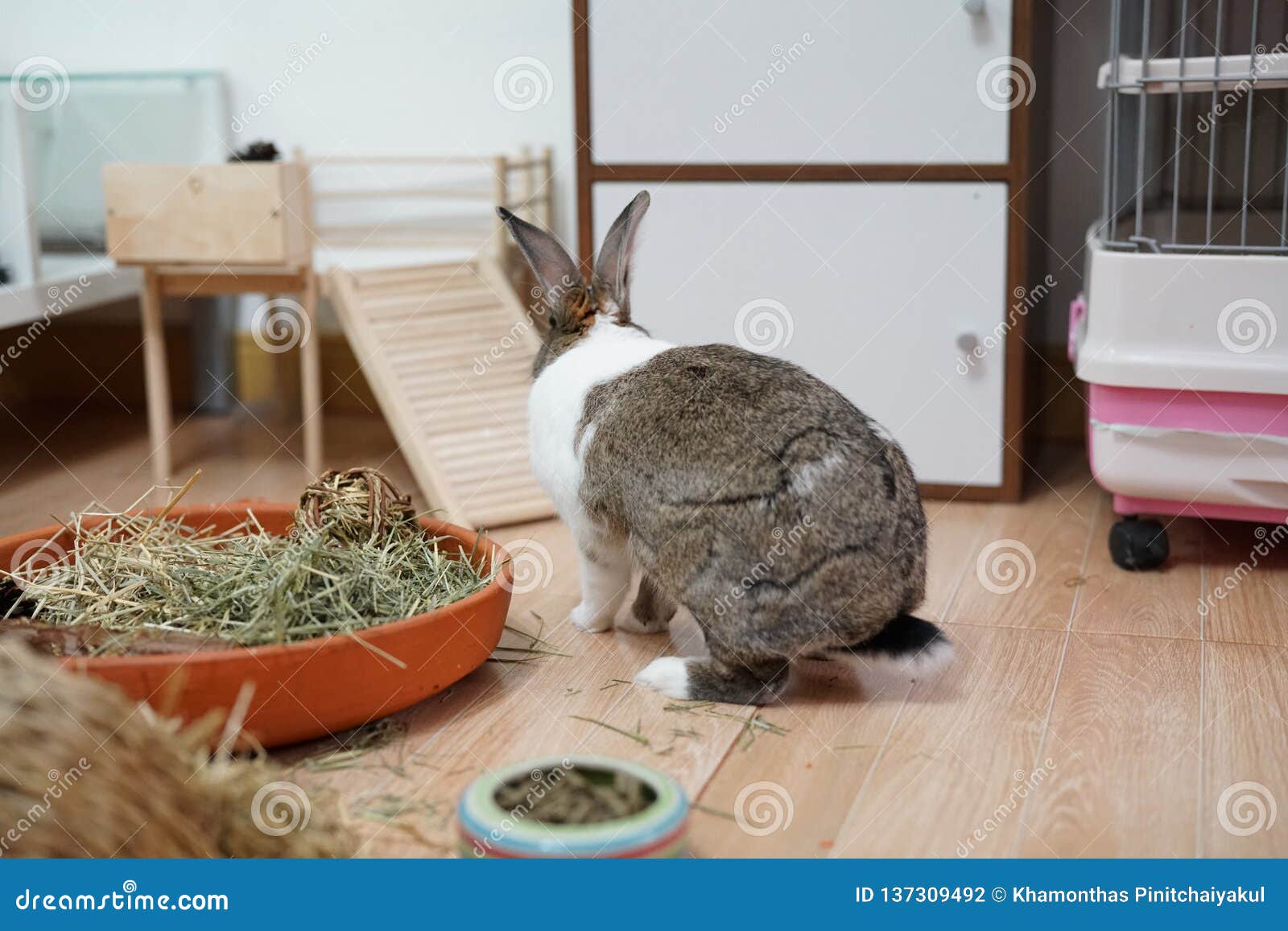 Back of the rabbit stock photo. Image of rabbits, jump - 137309492