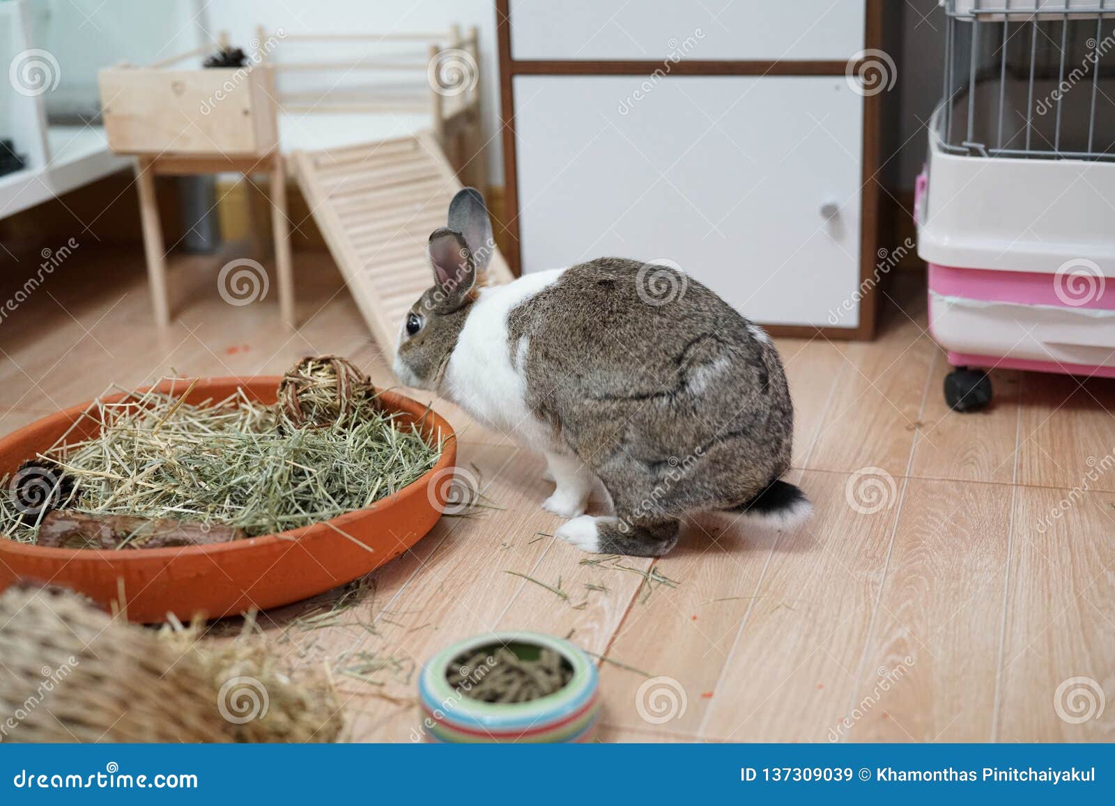 Back of the rabbit stock image. Image of jump, cute - 137309039