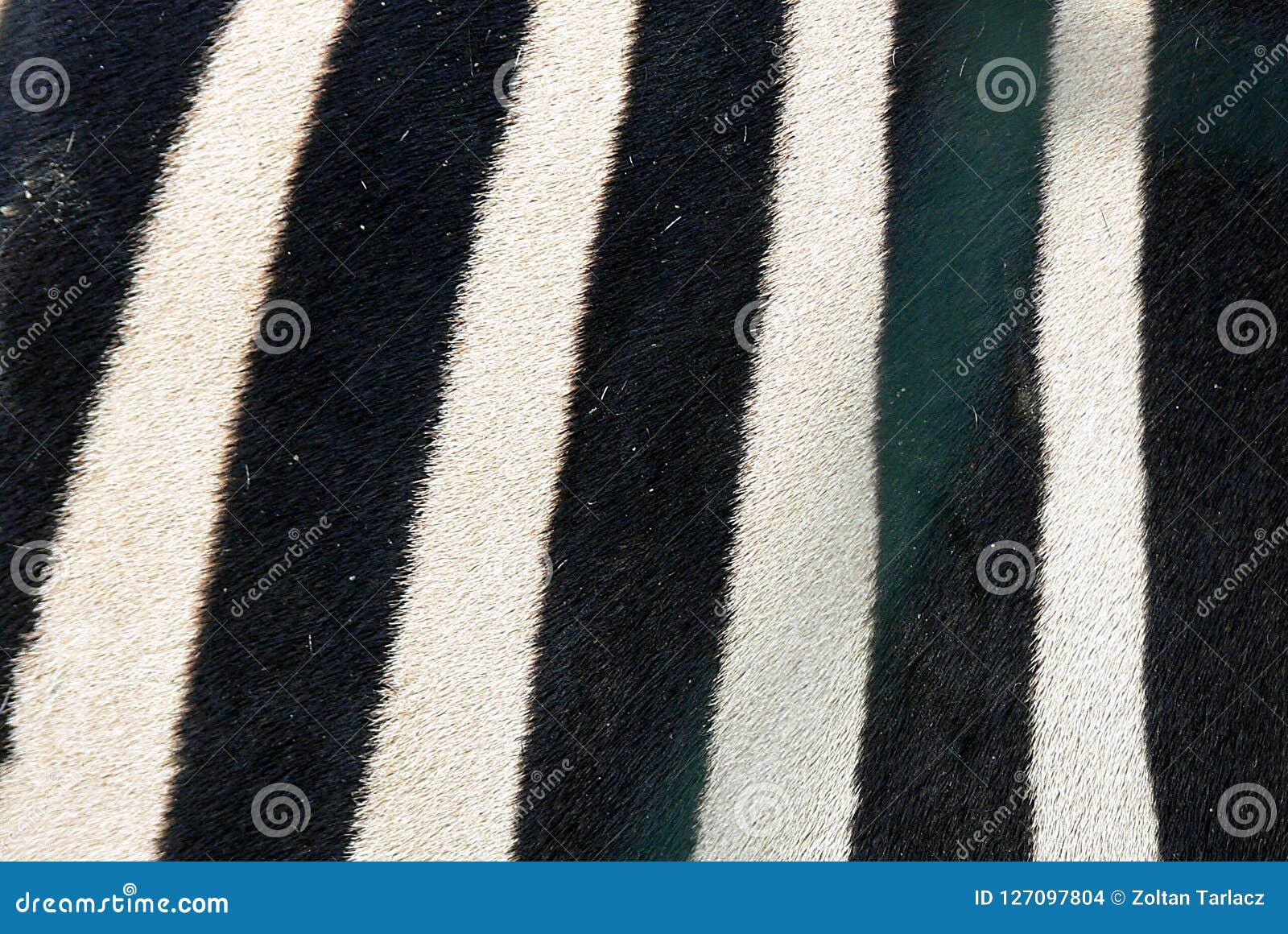 Back of a real zebra stock photo. Image of pattern, africa - 127097804