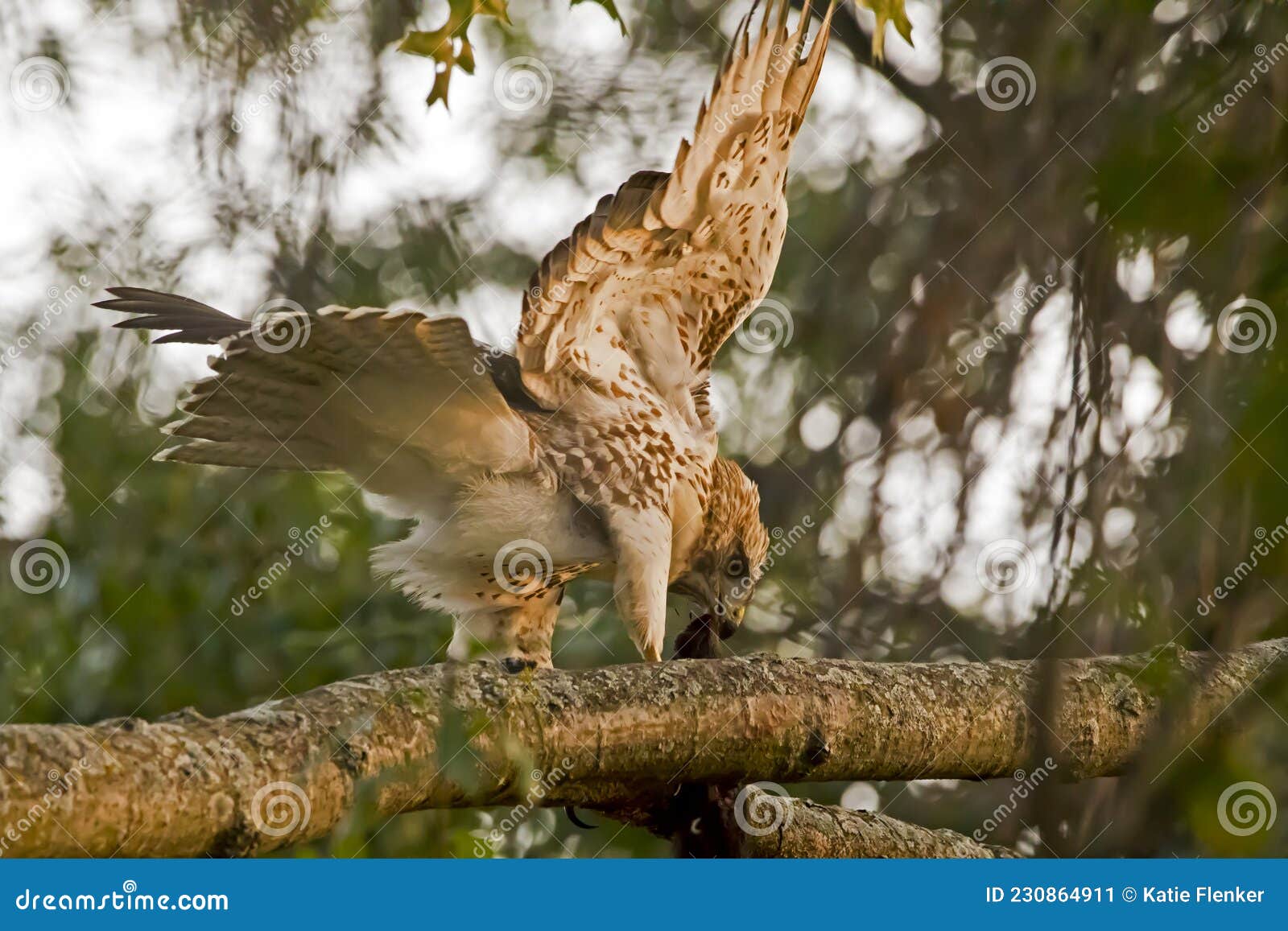 Back of Red Tailed Hawk with Wings Out Stock Image - Image of prey ...