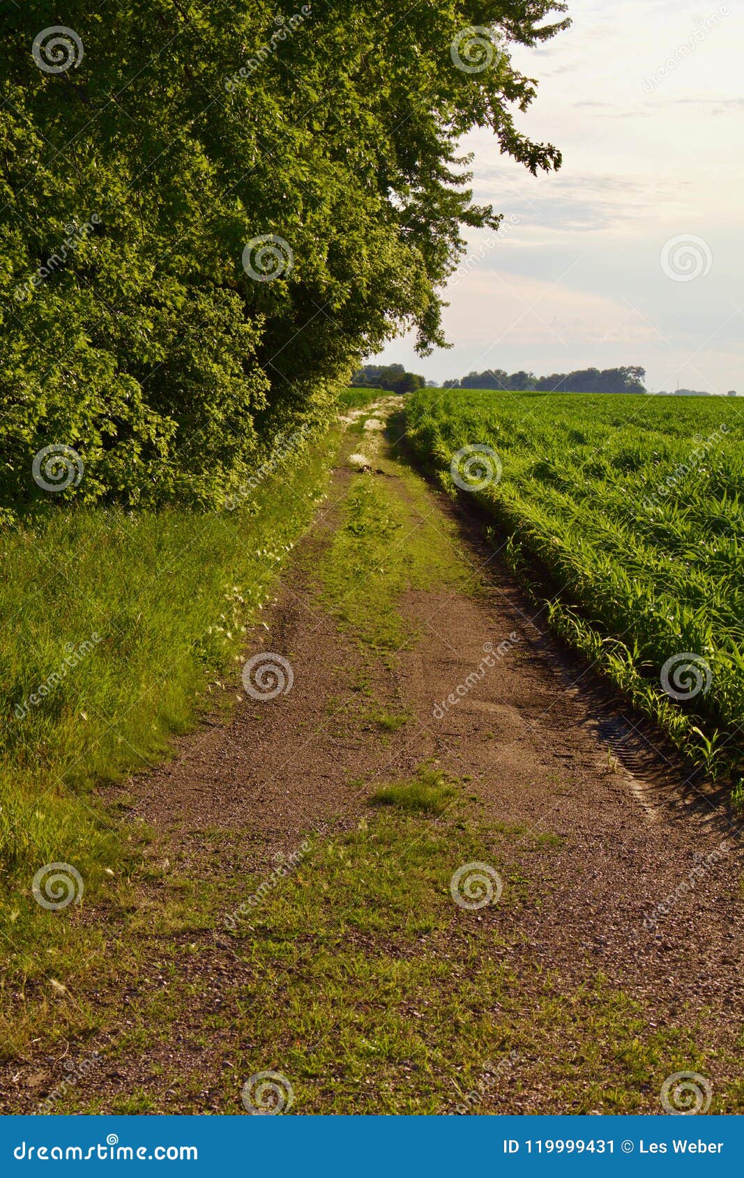 Farm Lane at the Back of the Field Stock Image - Image of green, cloudy ...