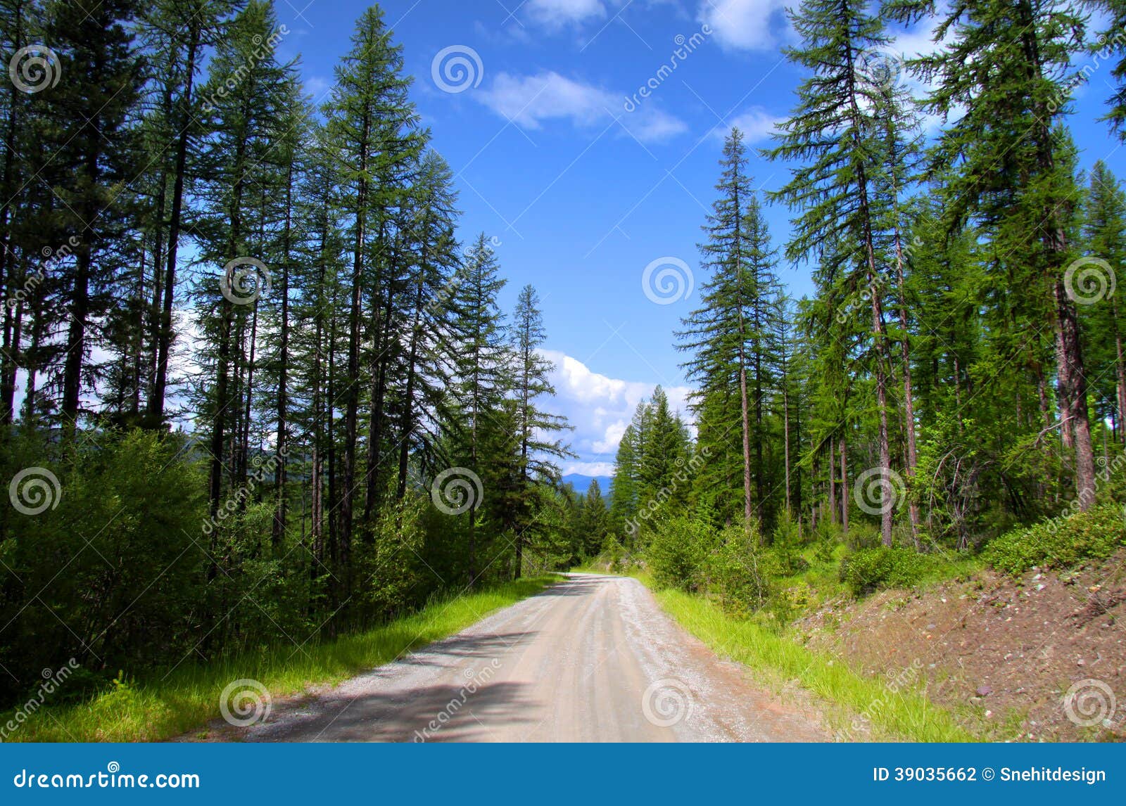 Back roads in Montana stock photo. Image of pine, rural - 39035662