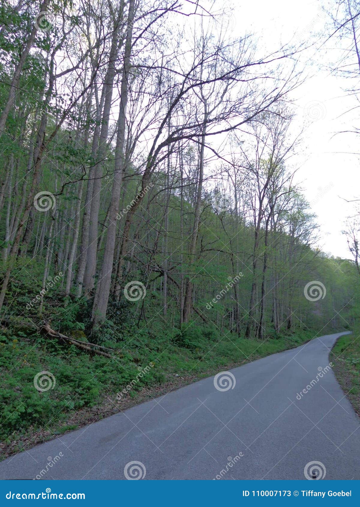 Spring in kentucky stock image. Image of roads, green - 110007173