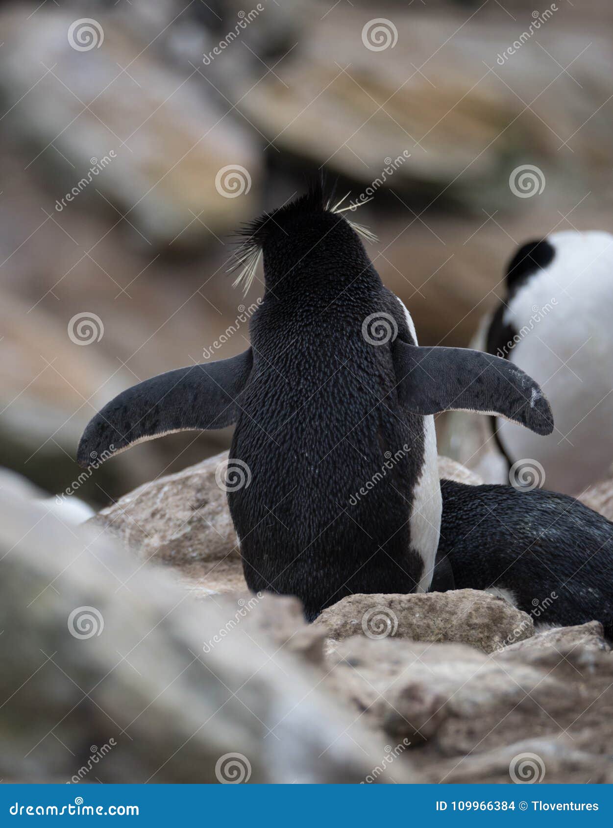 The Back of a Rockhopper Penguin Stock Photo - Image of avian, plumage ...