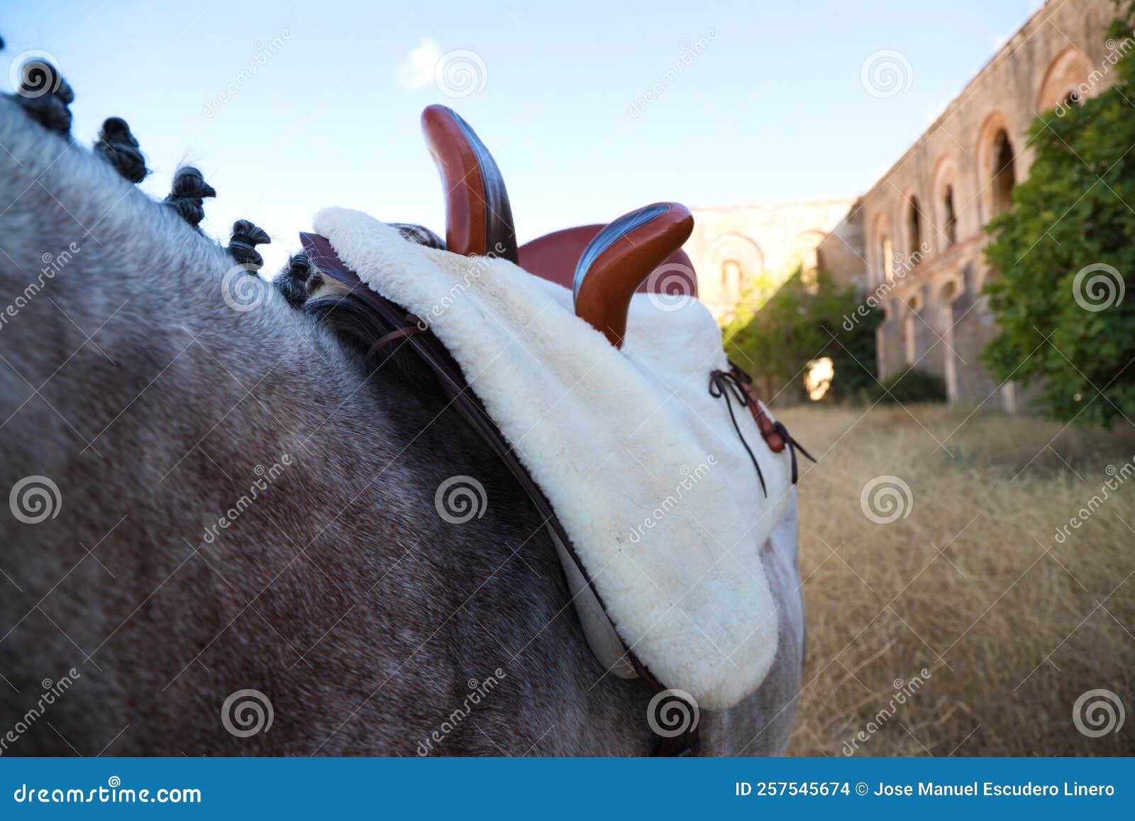Back of Saddled Stallion on a Training Summertime Stock Photo - Image ...