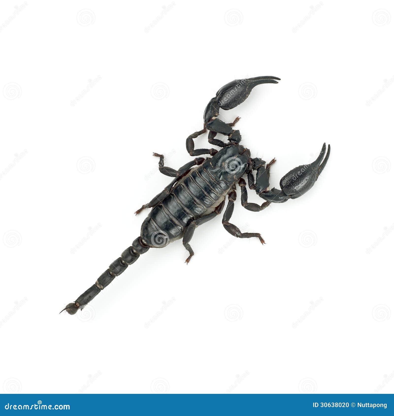 Back scorpion stock photo. Image of invertebrate, emperor - 30638020