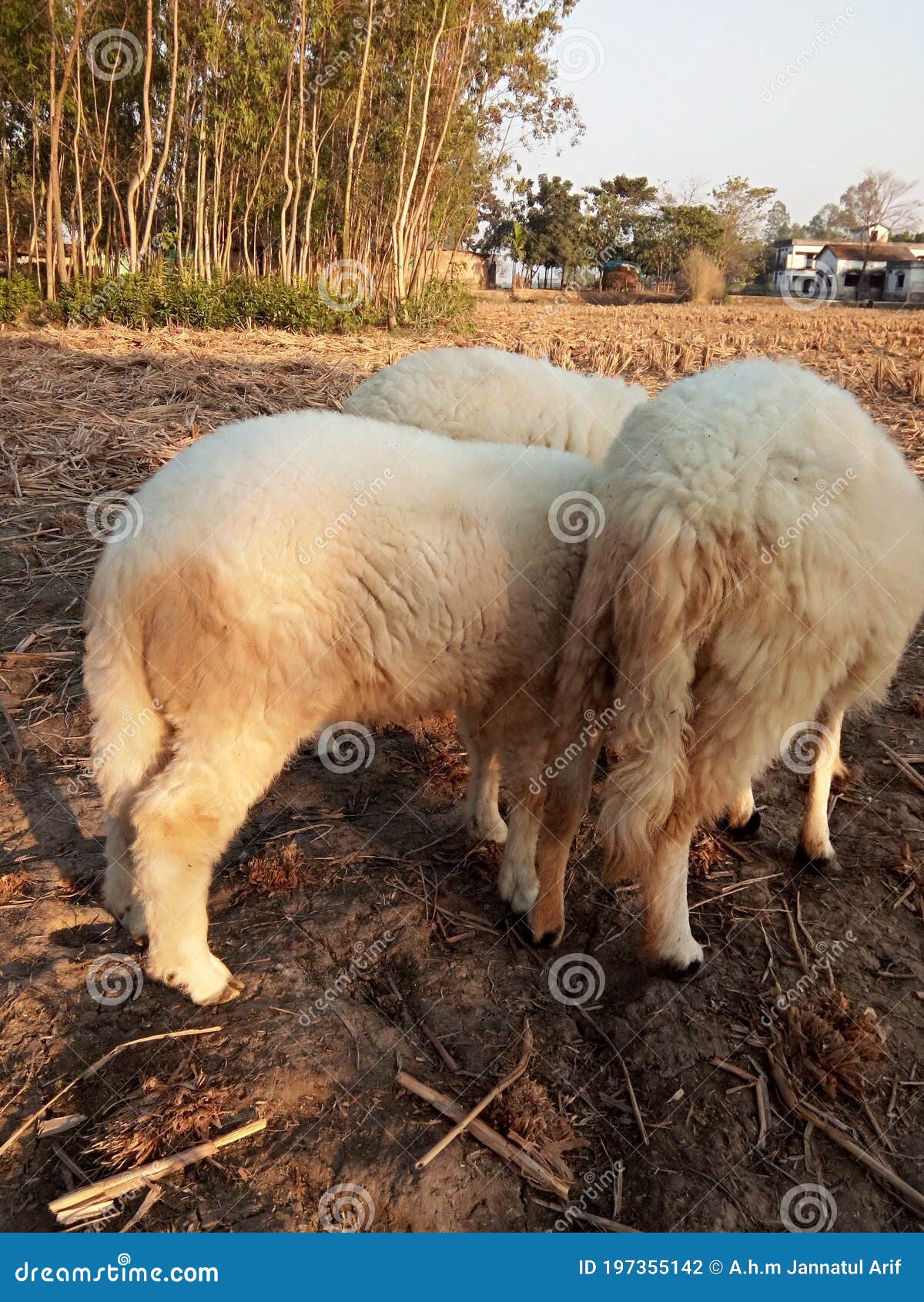 Back Lit Sheep Lying Down Facing Camera Stock Photography ...