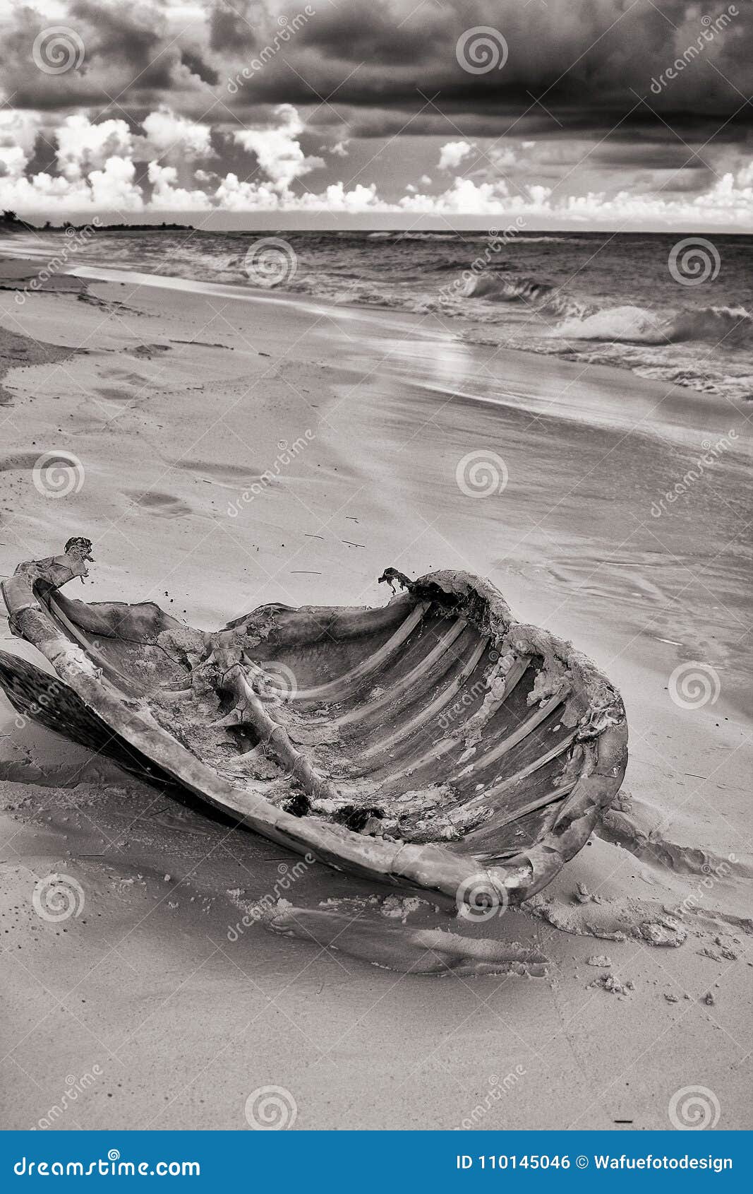 Turtle Shell stock photo. Image of island, nature, amphibian - 110145046