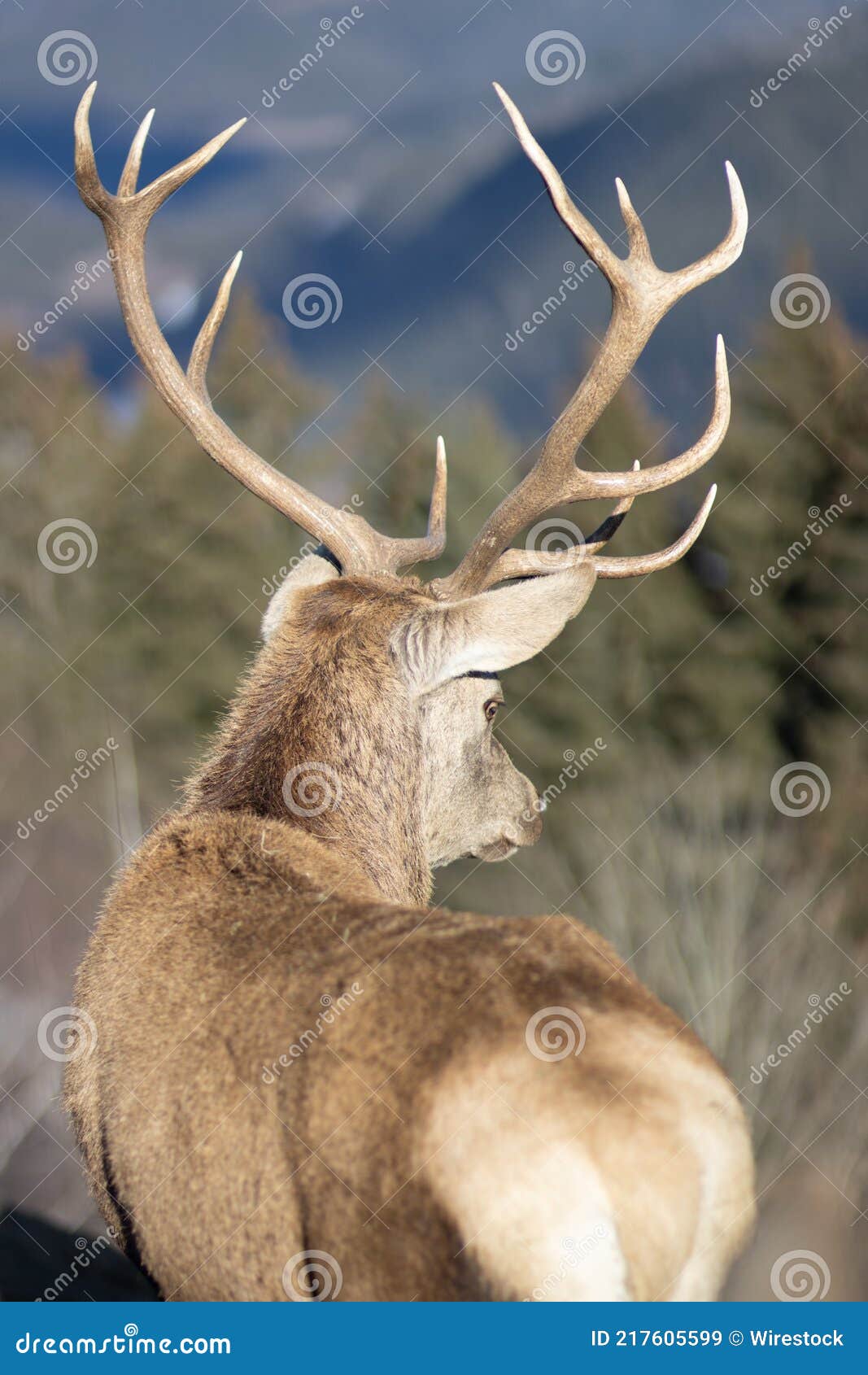 Back Shot of a Deer with Long Antlers Stock Image - Image of beautiful ...