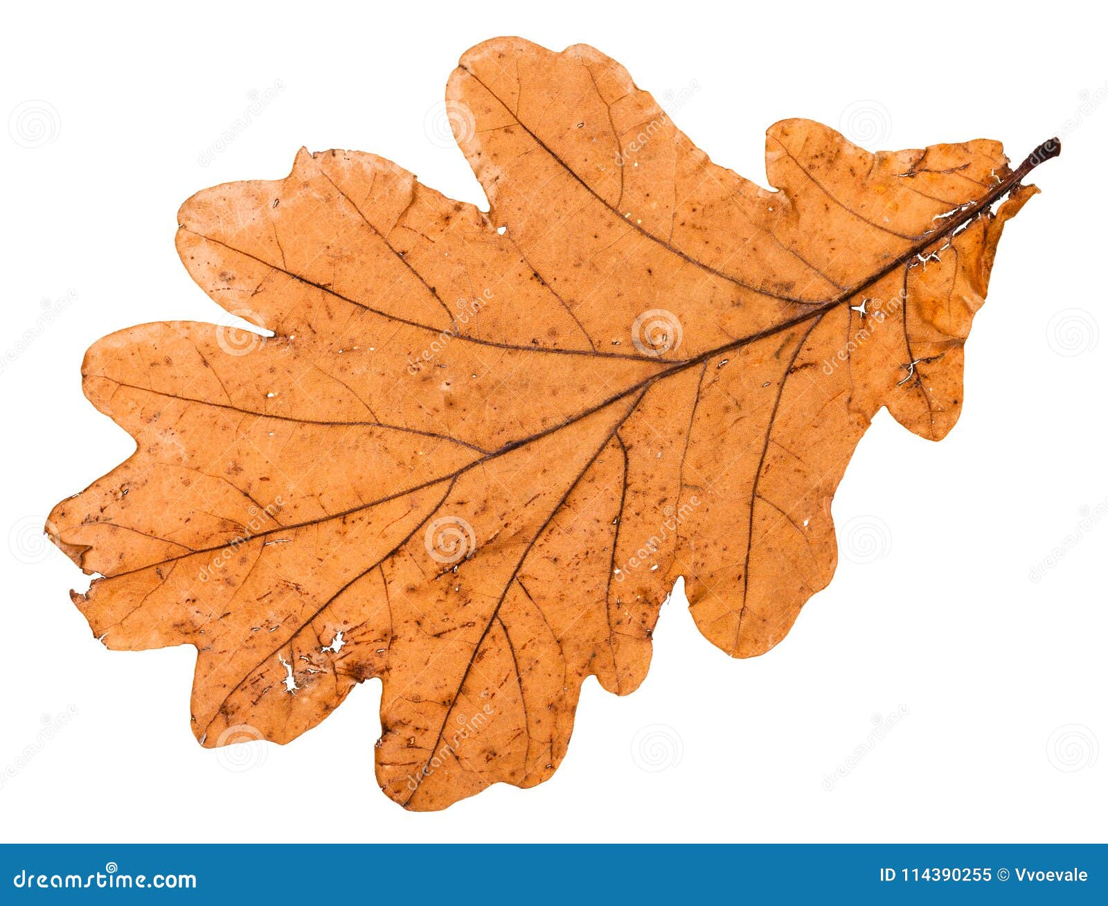 Back Side of Autumn Broken Leaf of Oak Tree Stock Image - Image of ...