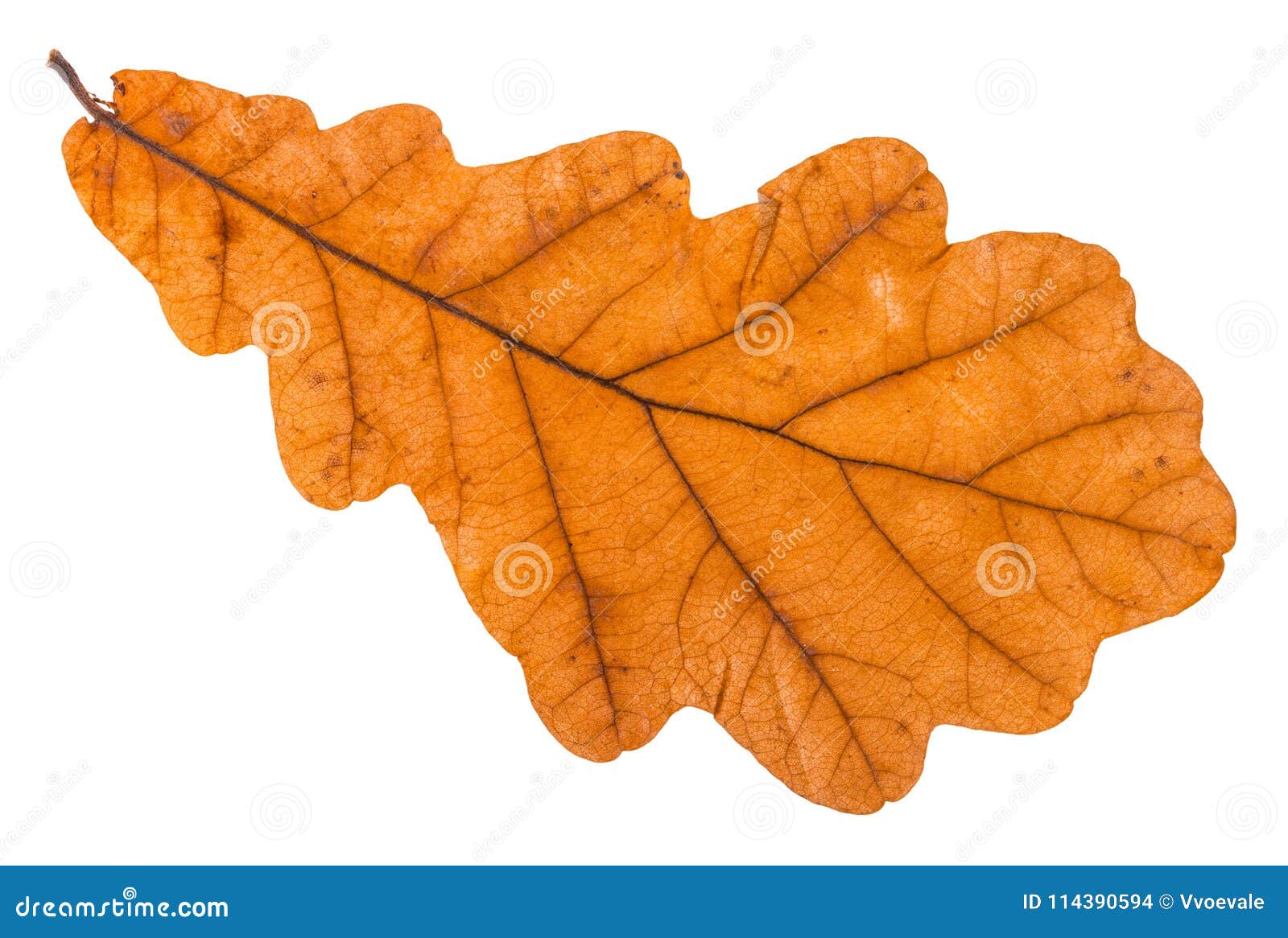 Back Side of Autumn Leaf of Oak Tree Isolated Stock Photo - Image of ...