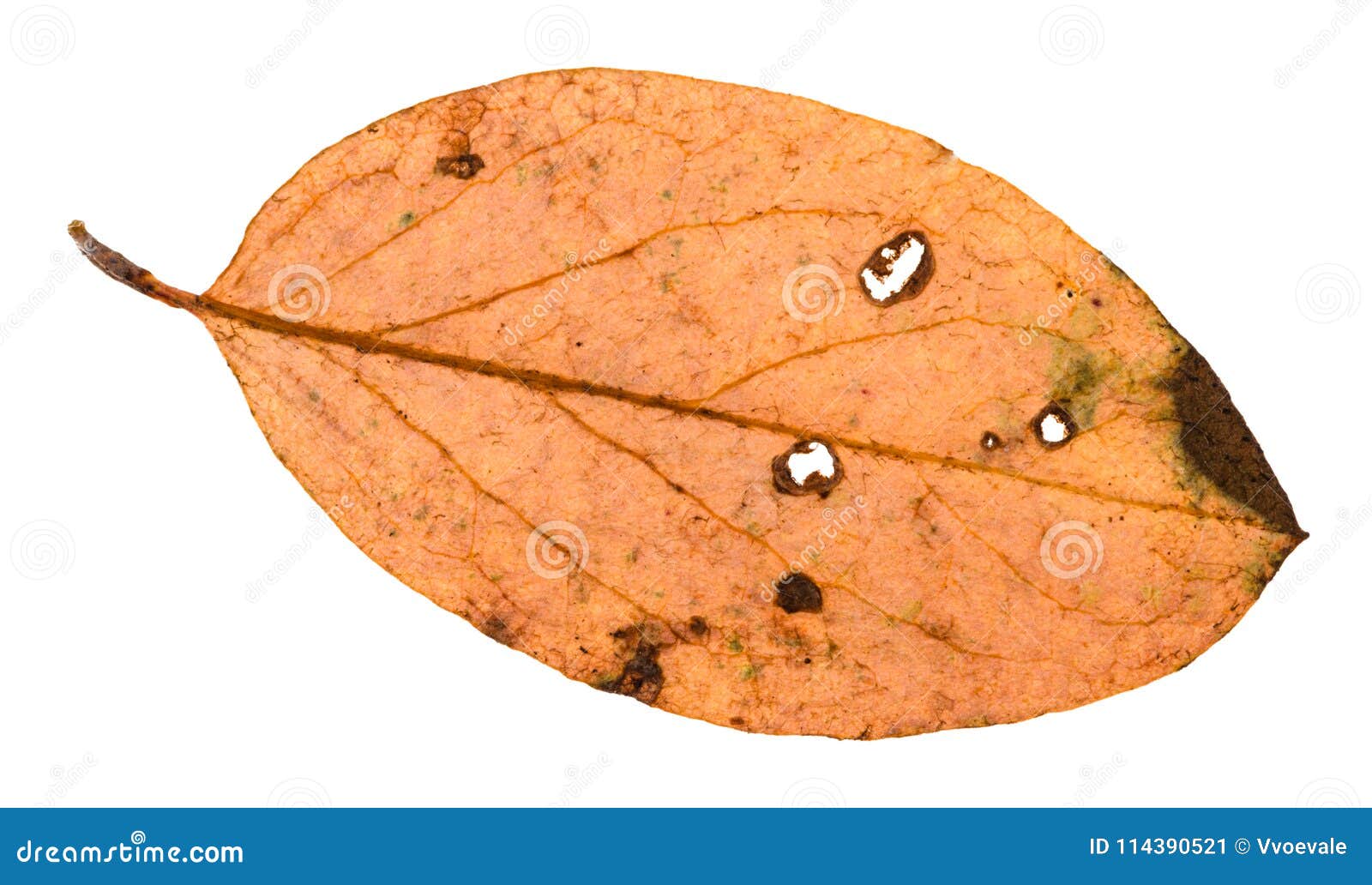 Rotten Leaf Silhouette Royalty-Free Stock Photography | CartoonDealer ...