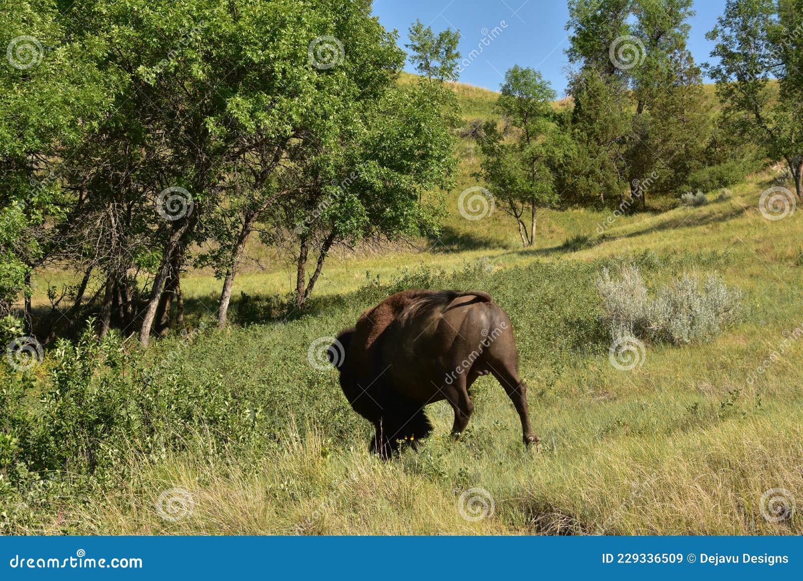 Back of a Bison Bull in Search of a Mate Stock Image - Image of animal ...