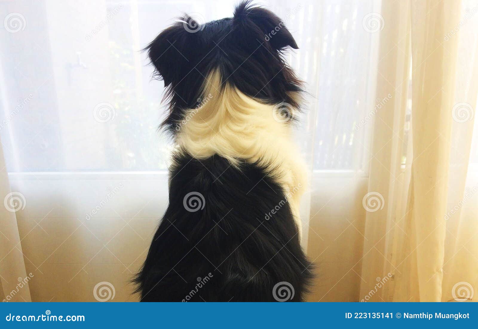 Back side of Border Collie stock image. Image of away - 223135141